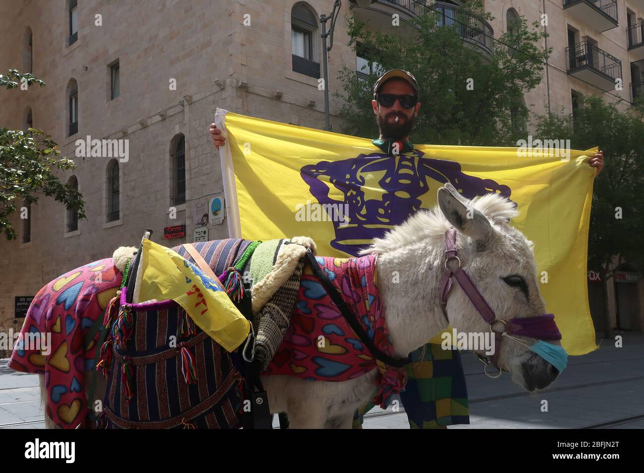 Jerusalem, Israel. 19th April, 2020. Young Israeli fits his donkey with ...