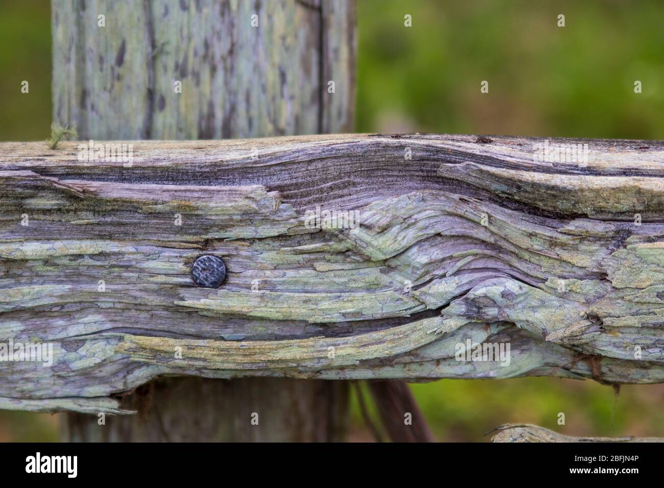 Rusty nail head holding old fence rail to post in cross pattern Stock ...