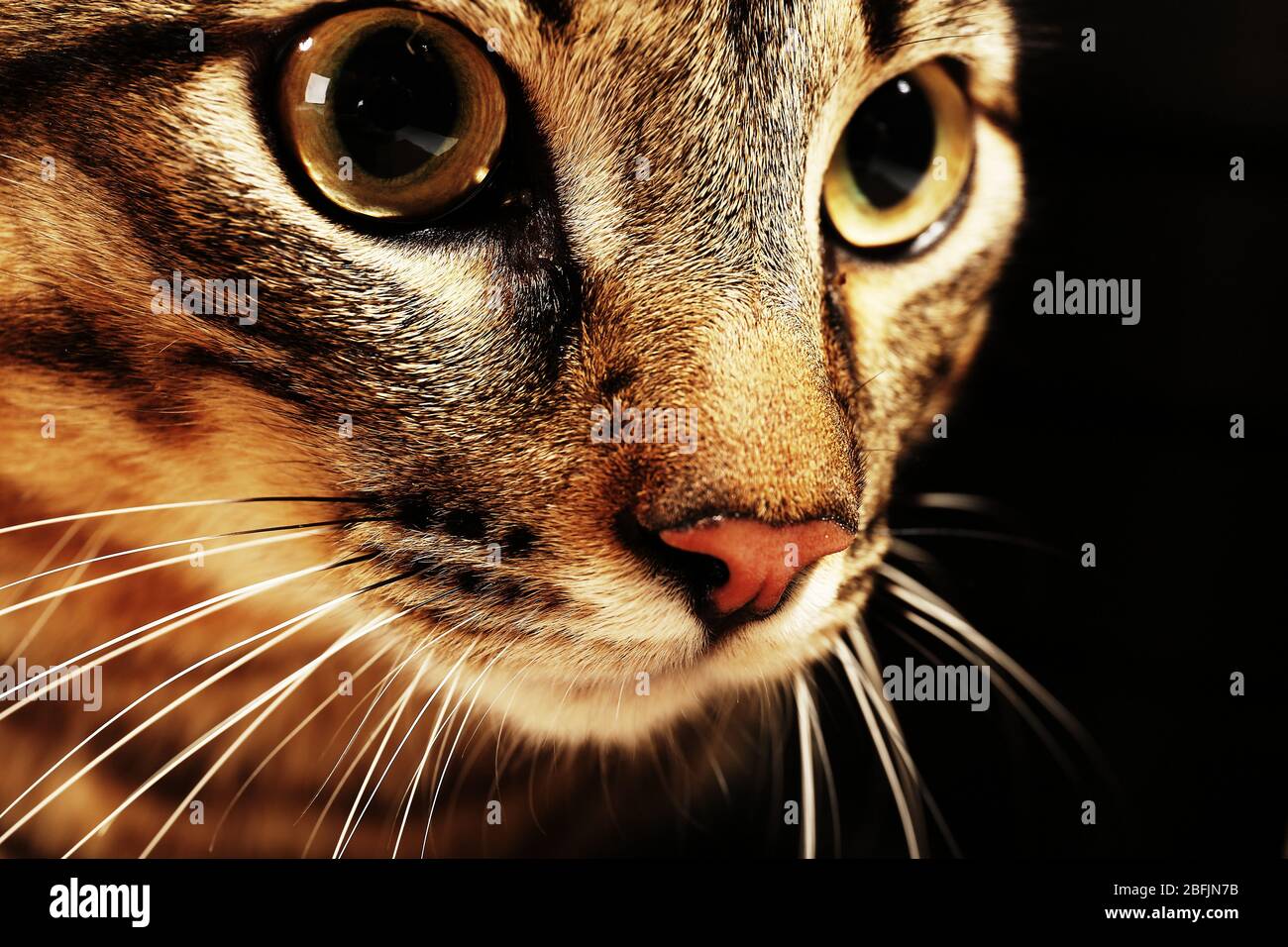 Cat's muzzle closeup Stock Photo - Alamy