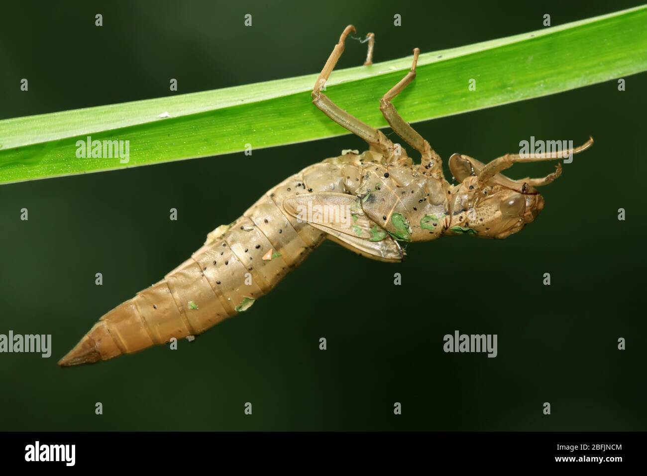 close up of dragonfly pupa shell on the green leaf, take photos in the ...