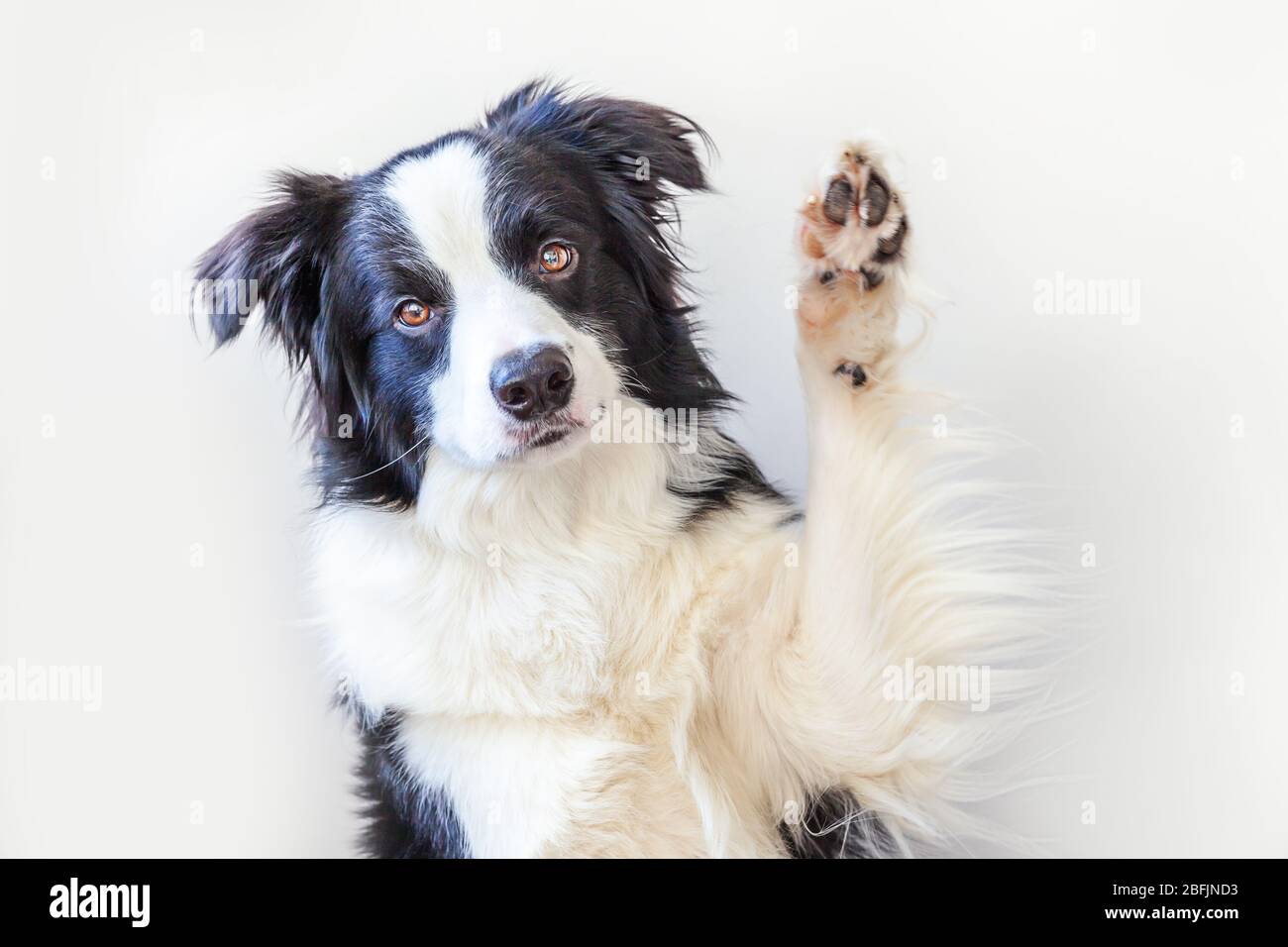 Funny studio portrait of cute smiling puppy dog border collie isolated ...