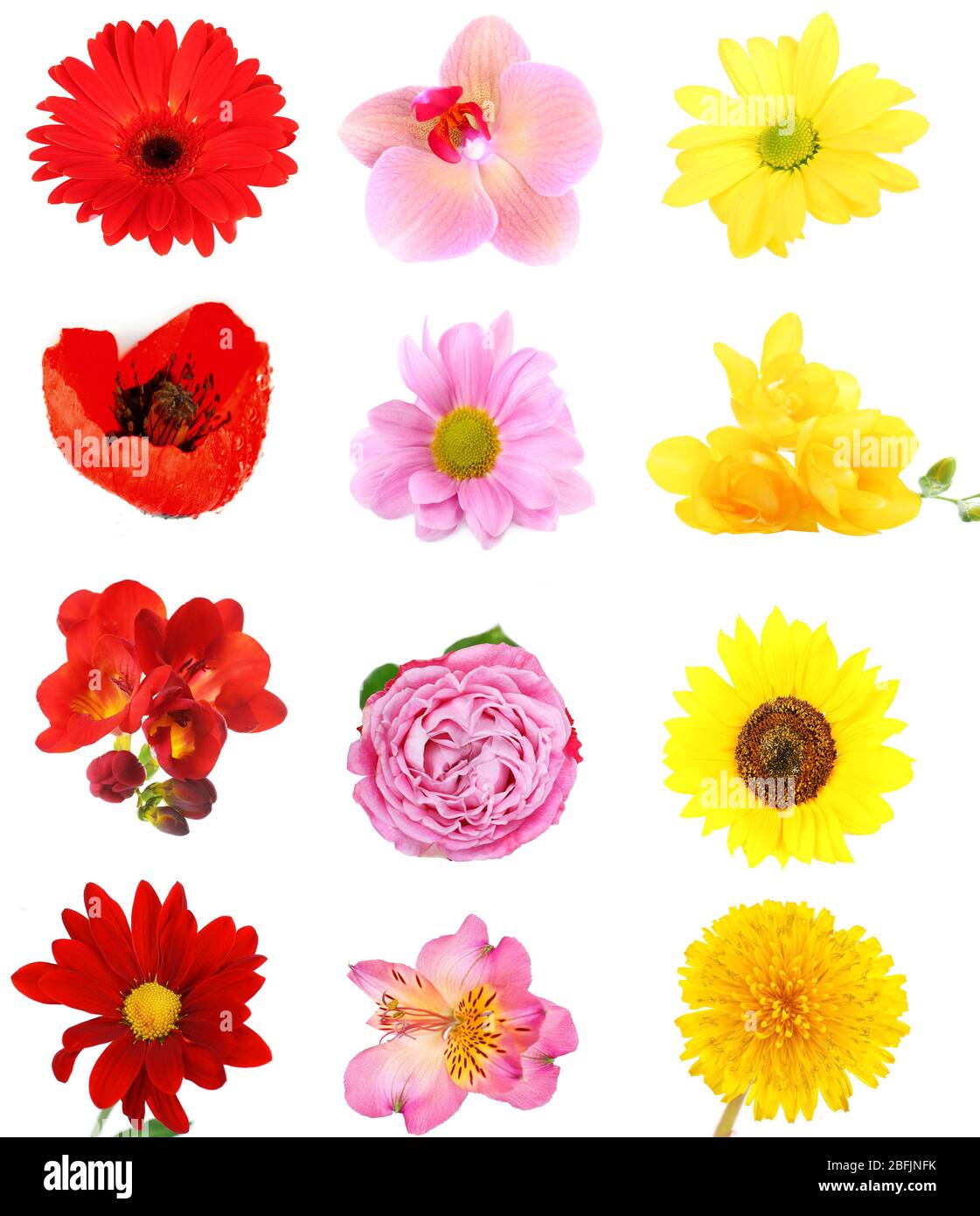 Collage orchid Cut Out Stock Images & Pictures - Alamy