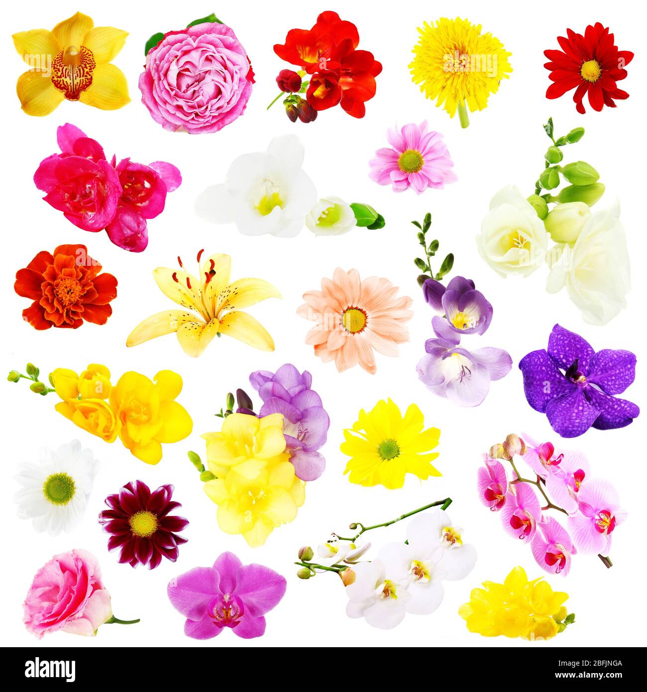 Collage orchid Cut Out Stock Images & Pictures - Alamy