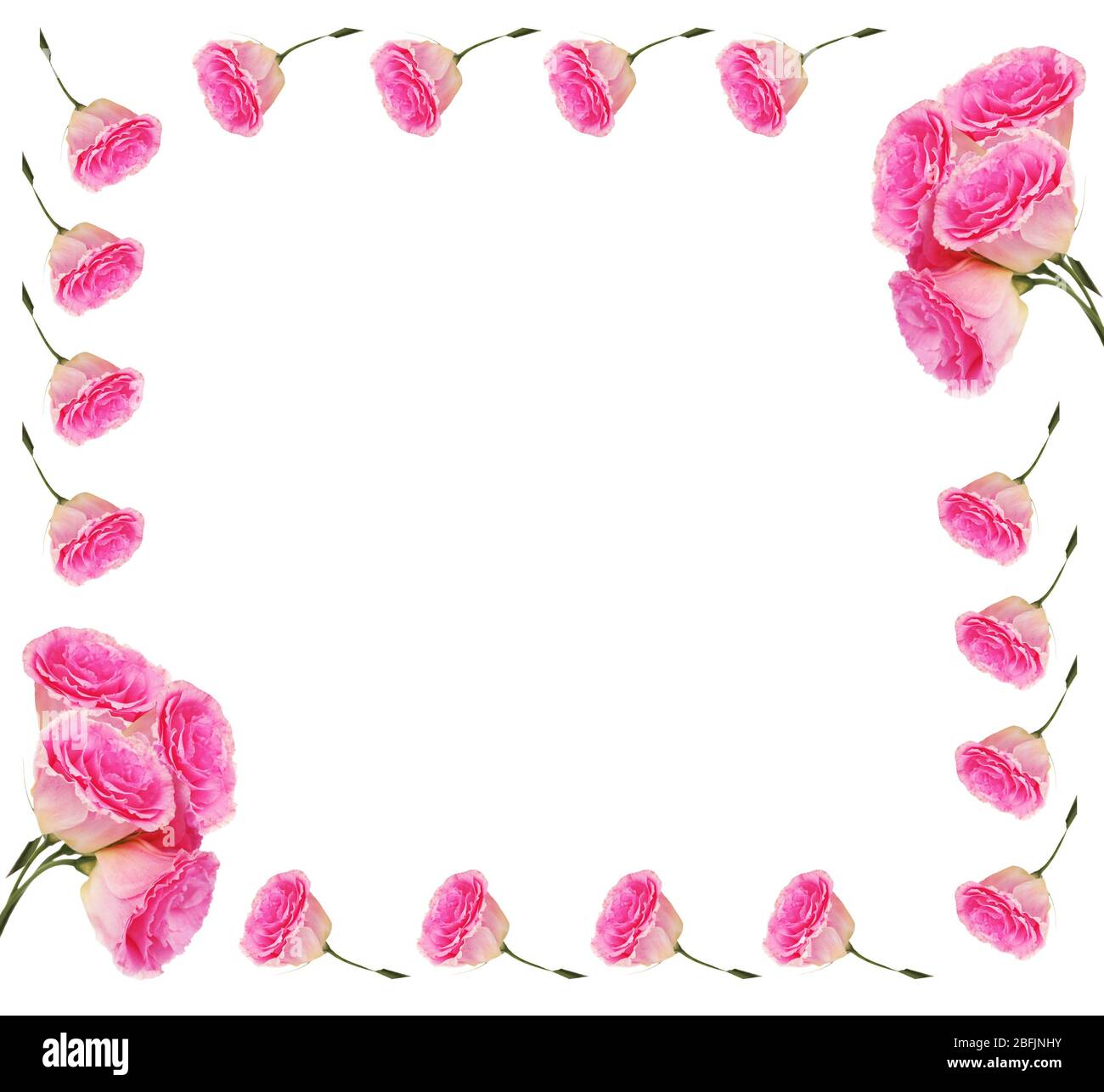 Frame of beautiful roses, isolated on white Stock Photo - Alamy