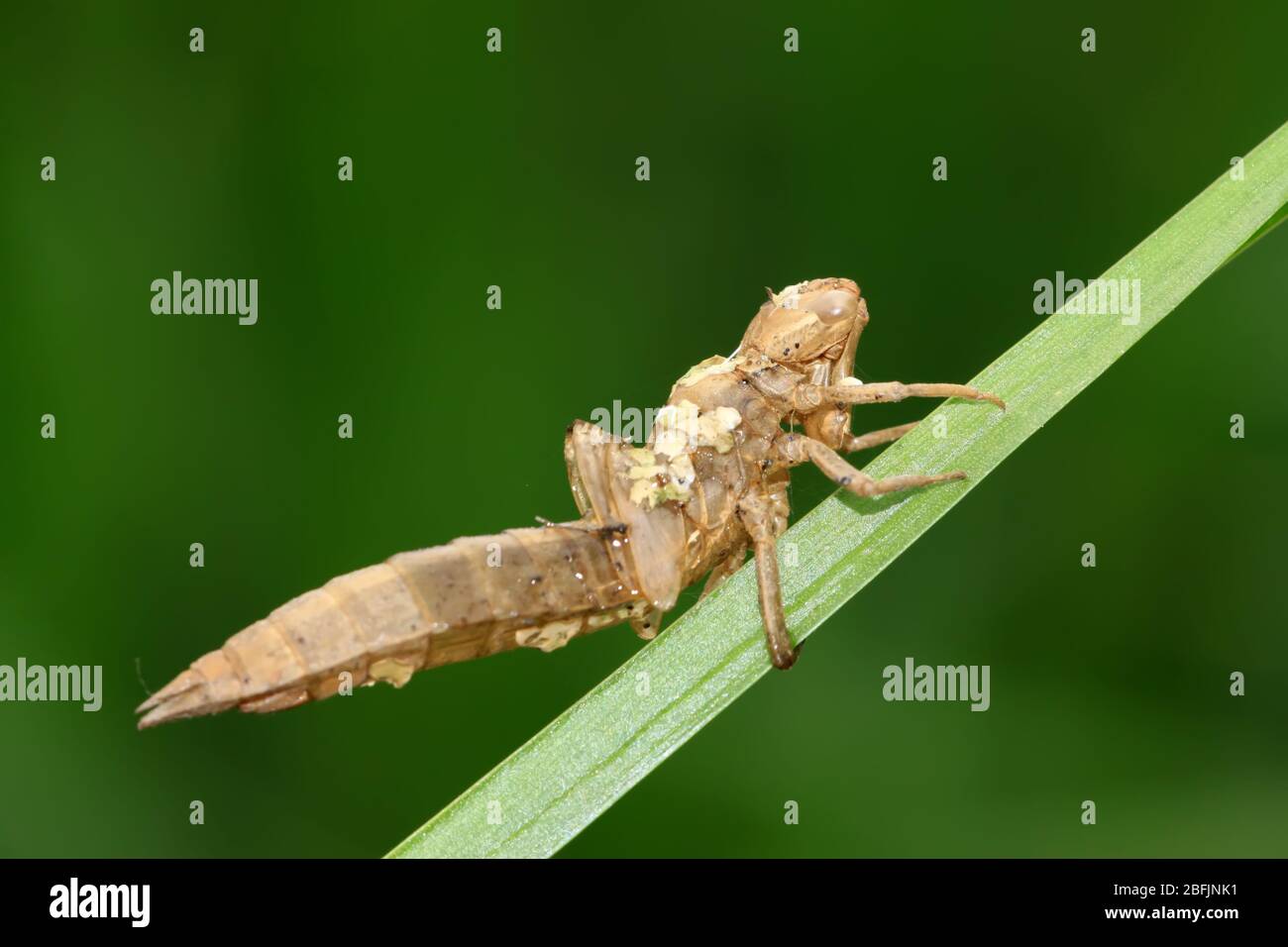 Pupa shell hi-res stock photography and images - Alamy