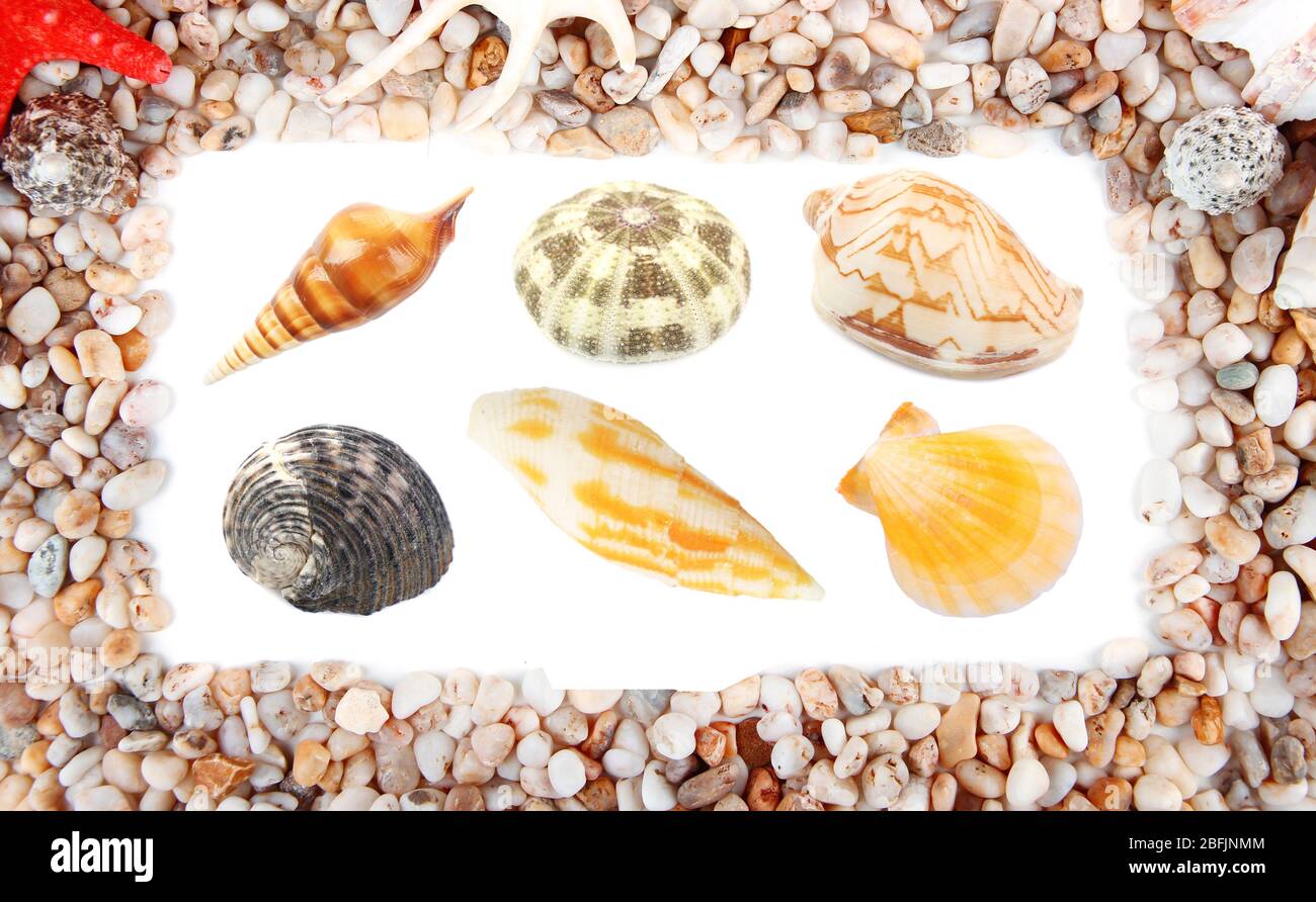 Collage of shells and other beach flotsam Stock Photo - Alamy