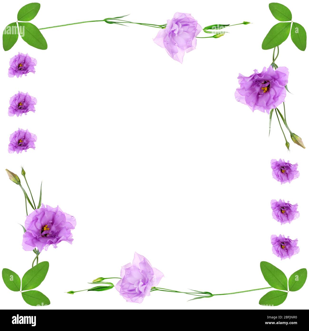 Frame of purple eustoma, isolated on white Stock Photo - Alamy