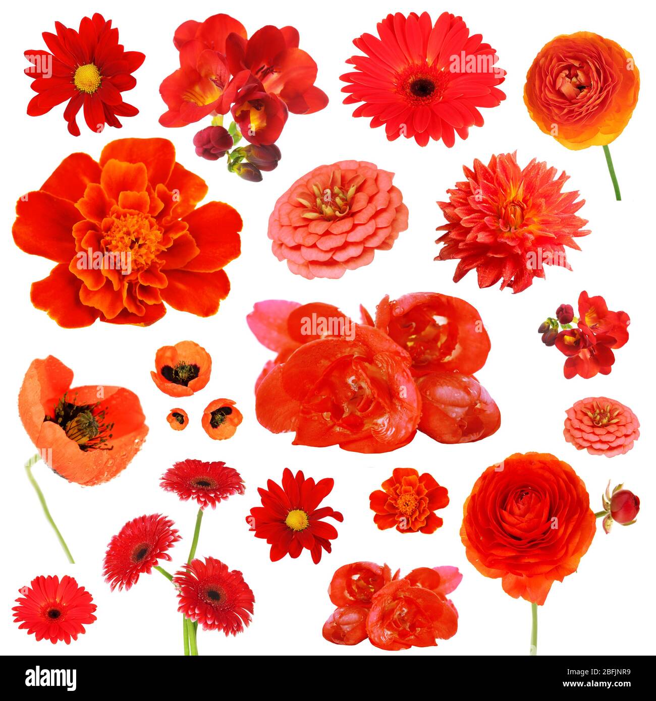 Collage of beautiful red flowers Stock Photo - Alamy