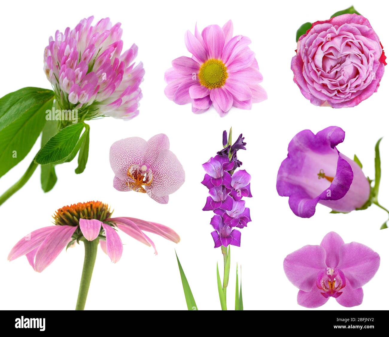 Purple gladiolus rose hi-res stock photography and images - Alamy