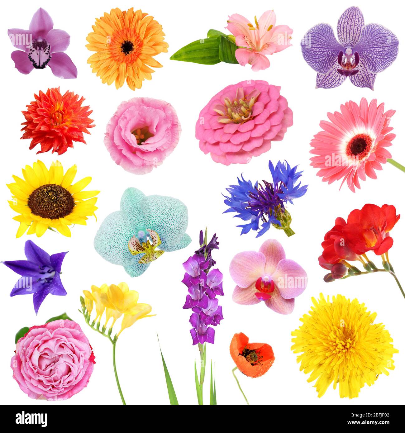 Collage of beautiful flowers Stock Photo - Alamy