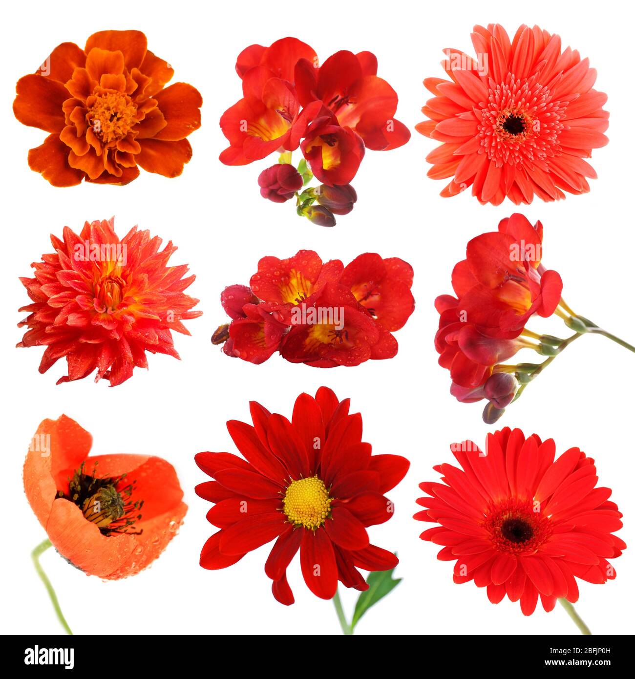 Marigold poppy Cut Out Stock Images & Pictures - Alamy