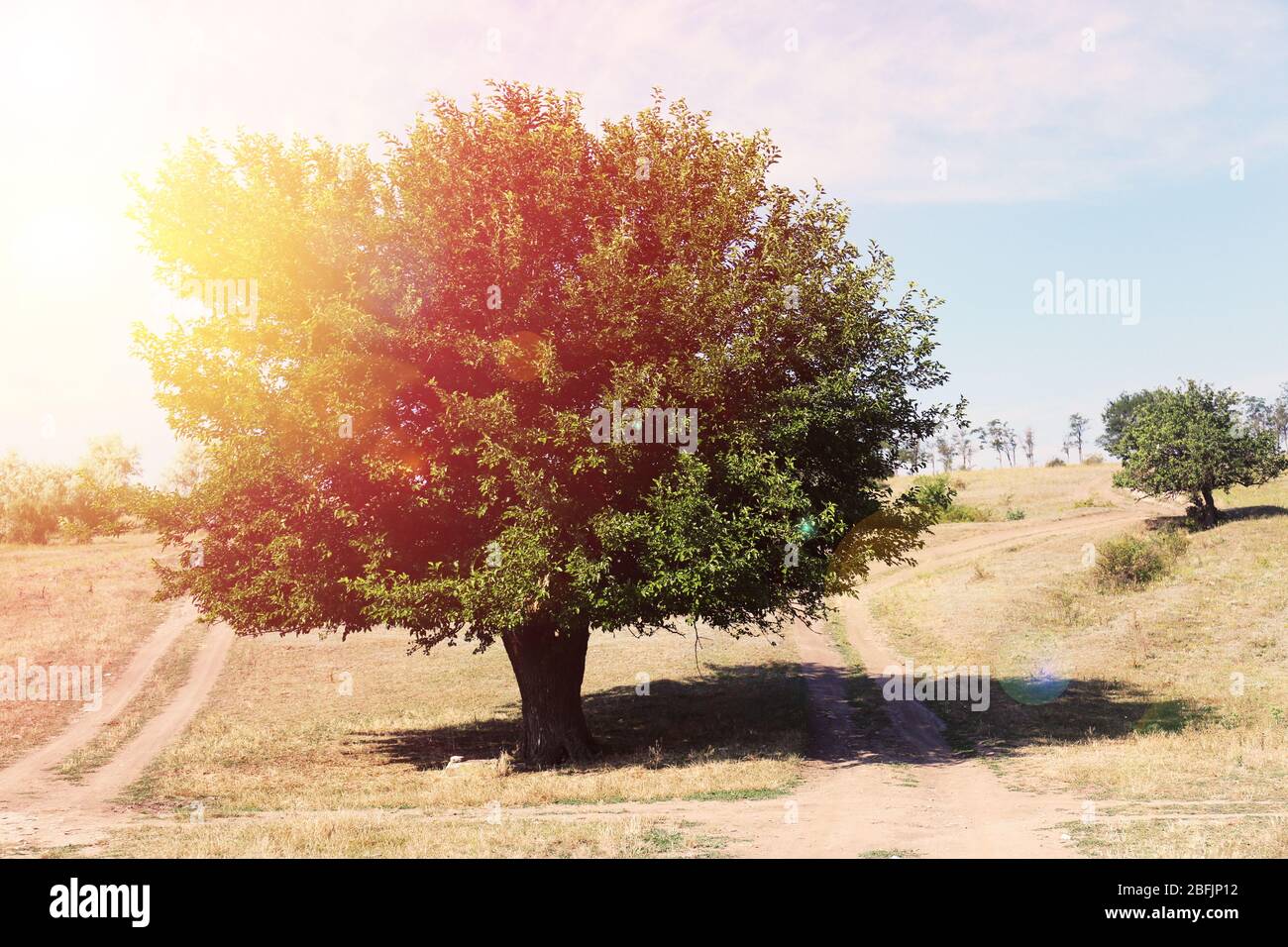 Green tree in field Stock Photo - Alamy