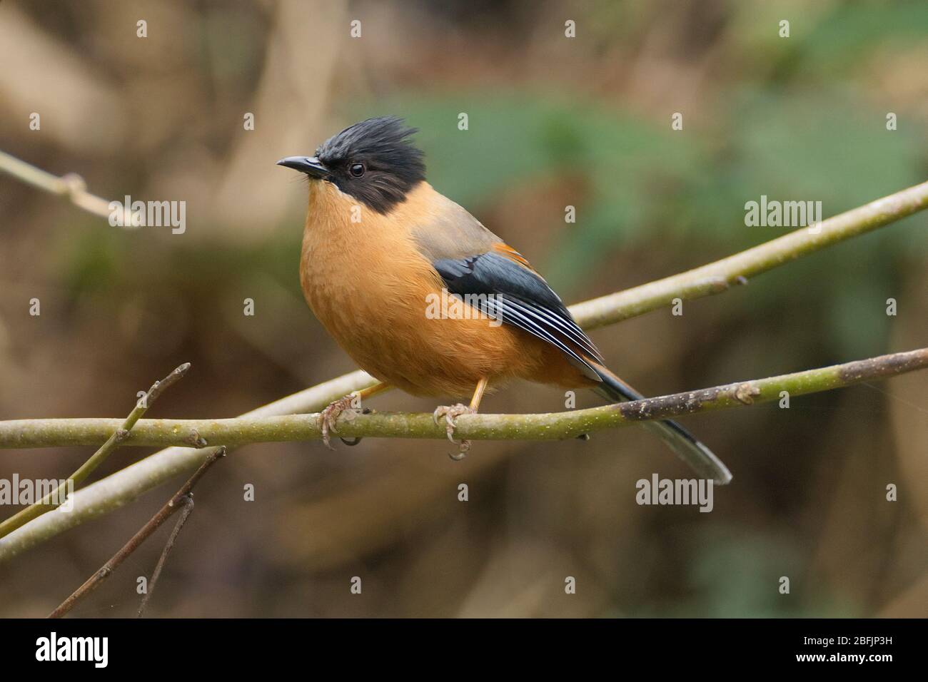 Rufous sibia (Heterophasia capistrata) at Makkumath, Uttarakhand, India ...