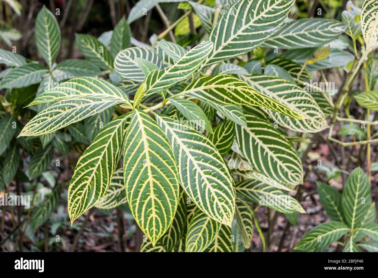 Beautiful green striped plant with long leaves in Perdana Botanical ...