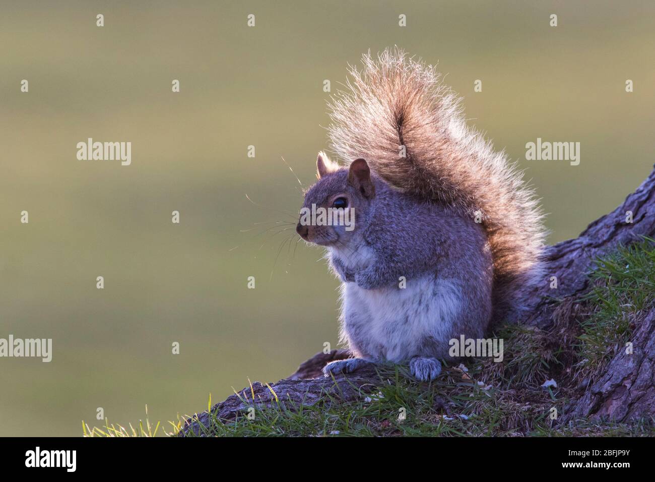 eastern gray squirrel in autumn Stock Photo - Alamy