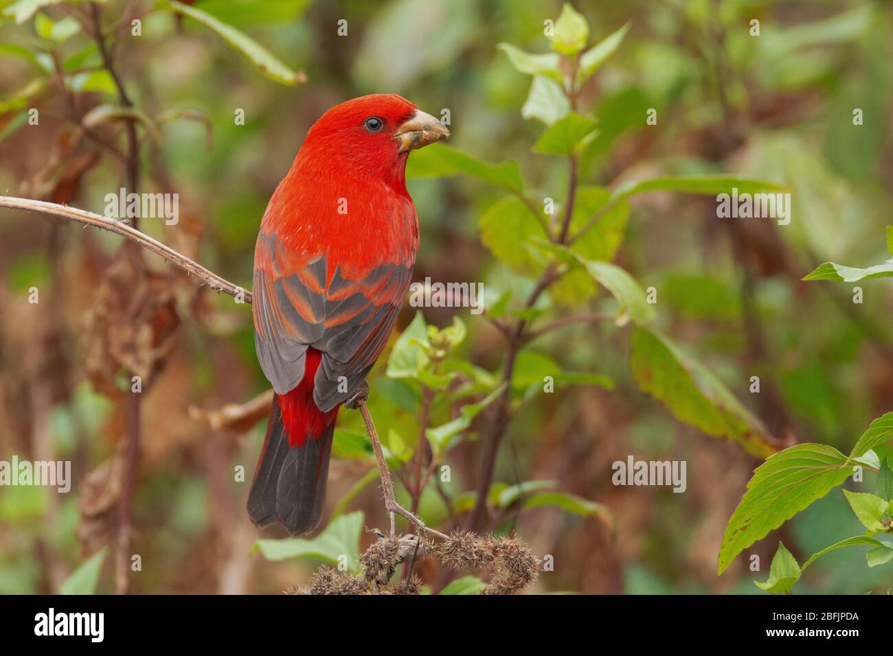 Male Scarlet finch (Carpodacus sipahi) at Uttarakhand, India Stock ...