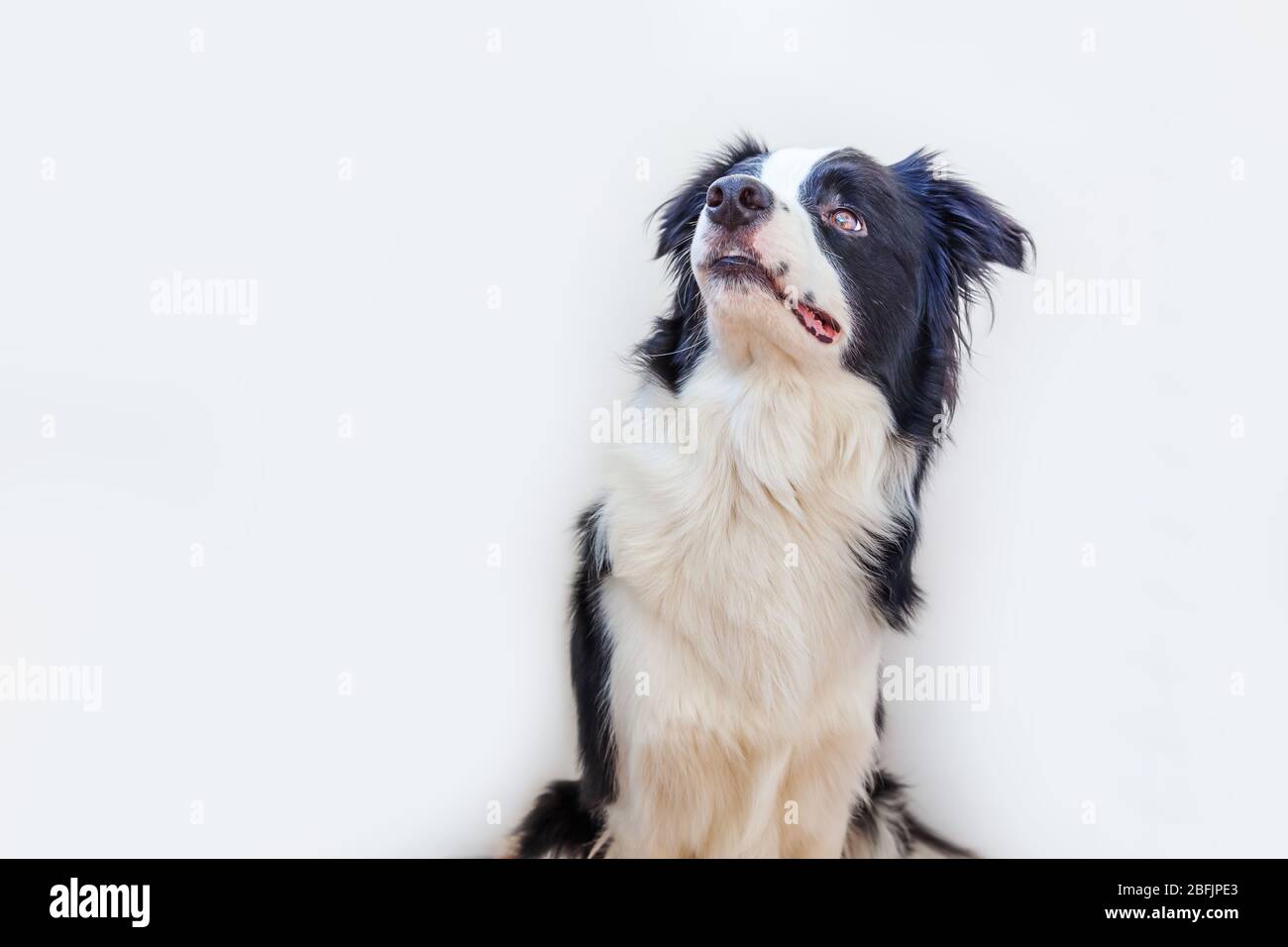 Funny studio portrait of cute smiling puppy dog border collie isolated ...