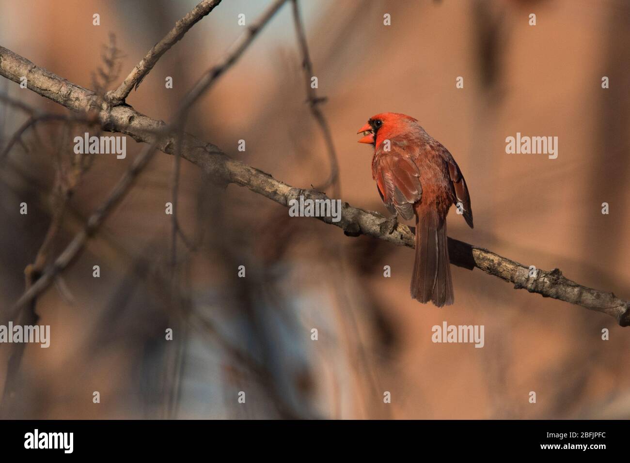 northern cardinal male in spring Stock Photo - Alamy