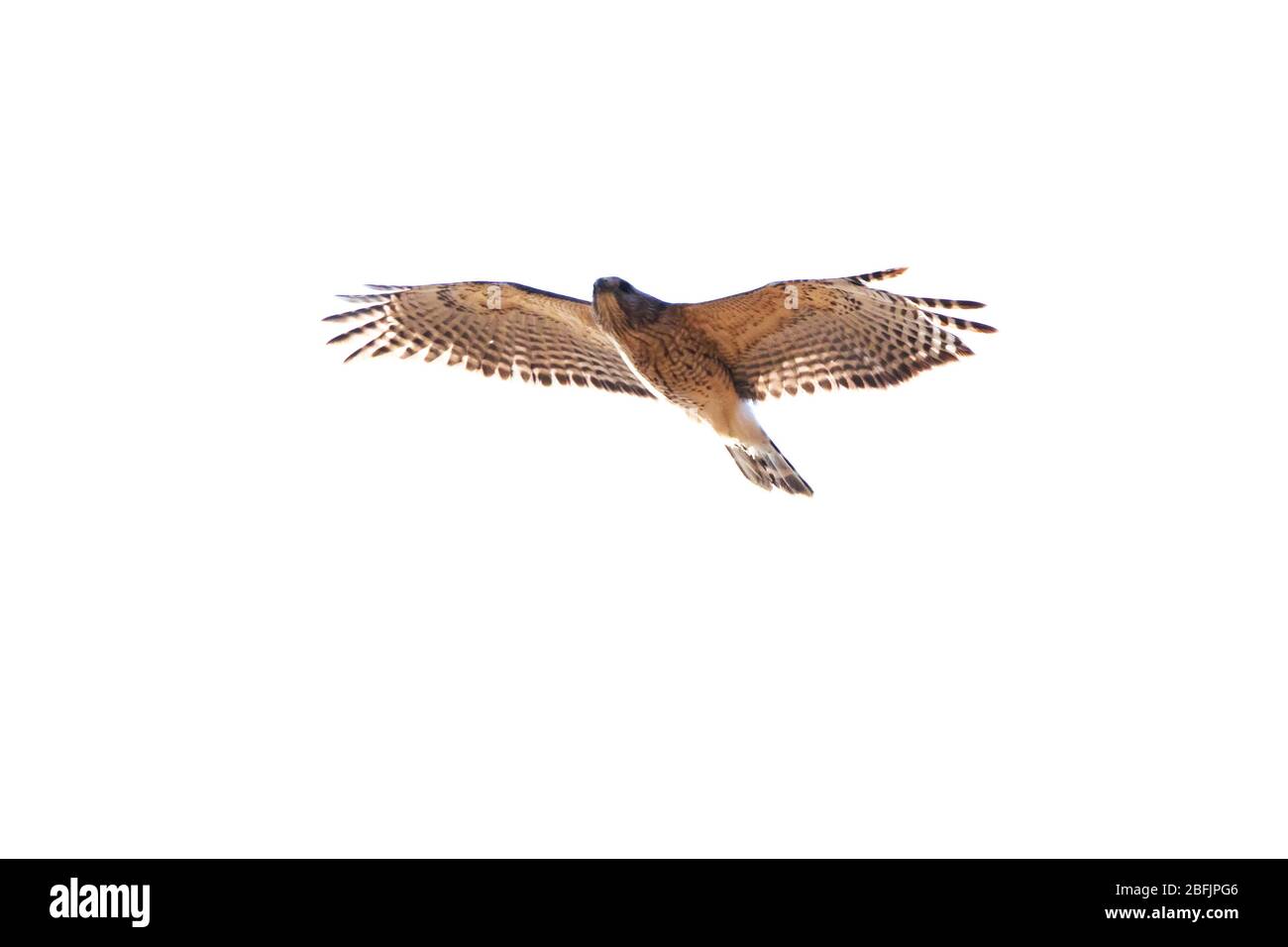 Adult hawk Cut Out Stock Images & Pictures - Alamy