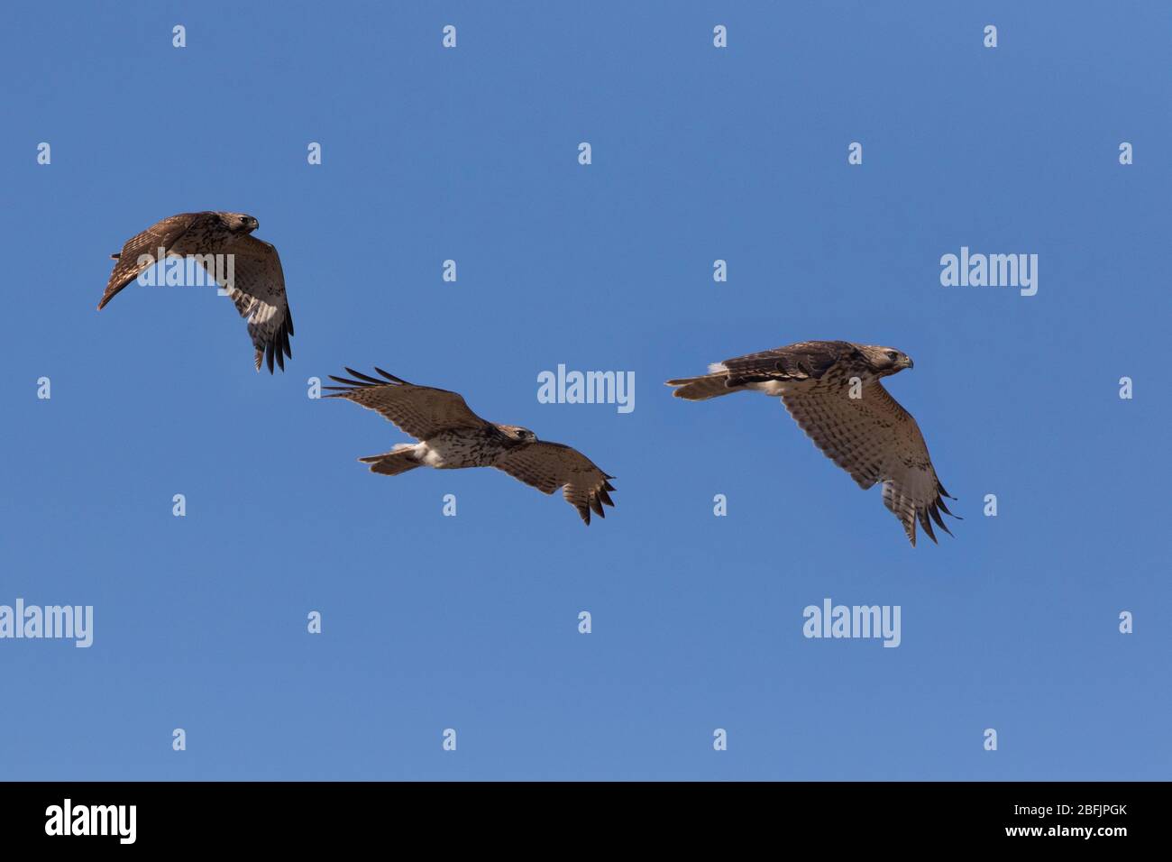 Red shouldered hawk female hi-res stock photography and images - Alamy