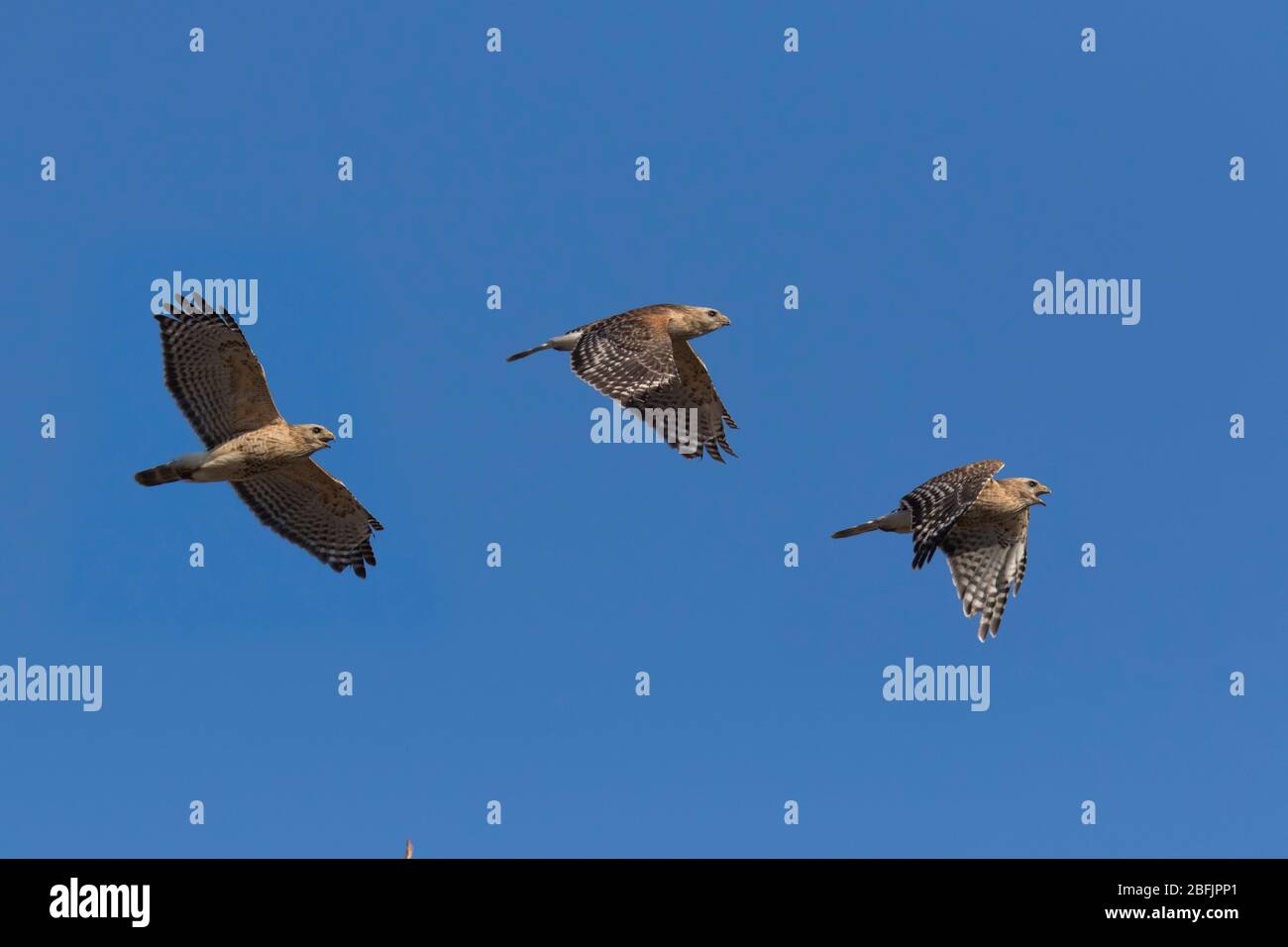 red-shouldered hawk pair in spring Stock Photo - Alamy