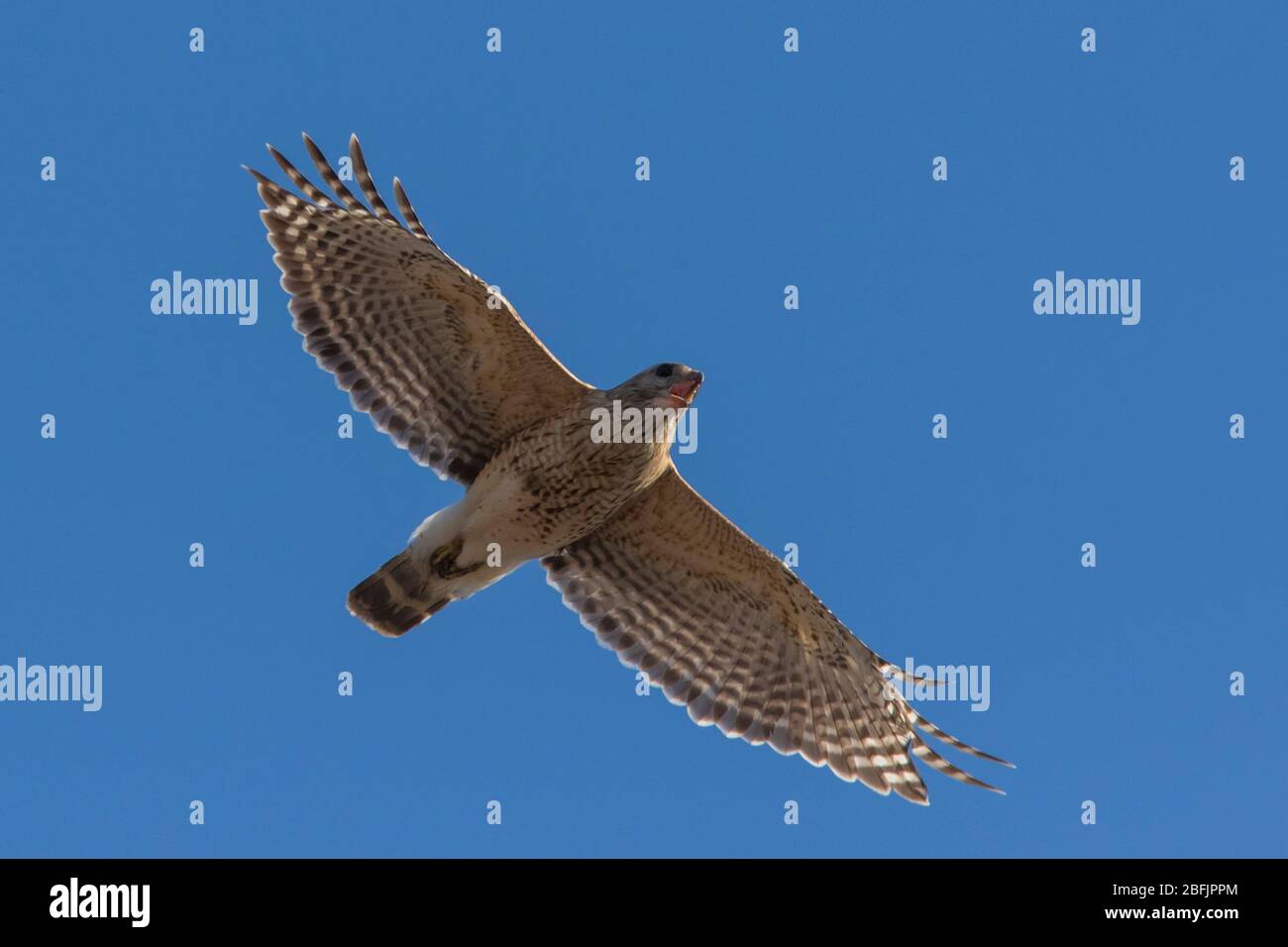 Red shouldered hawk female hi-res stock photography and images - Alamy
