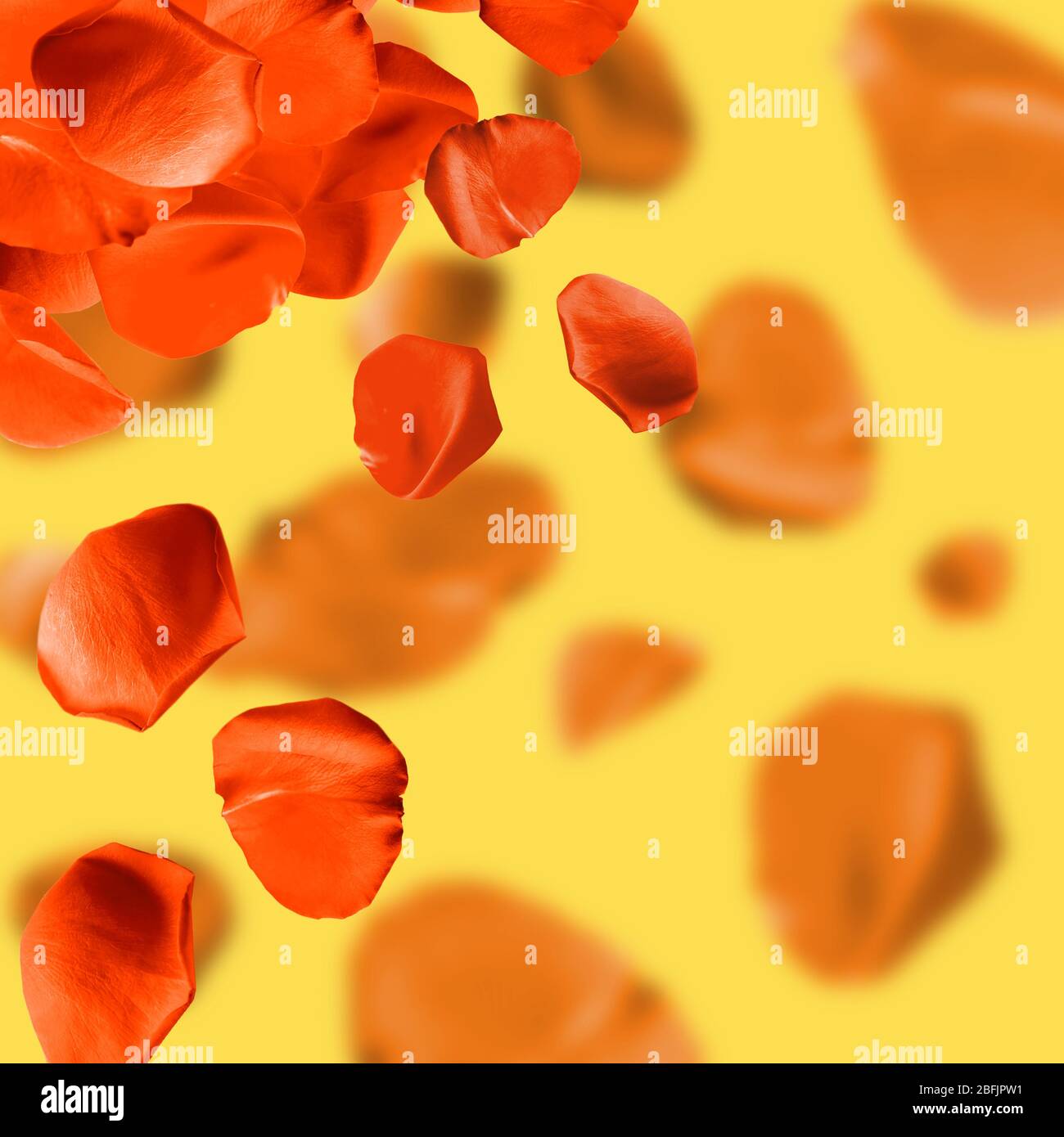 Falling rose petals Stock Photo - Alamy