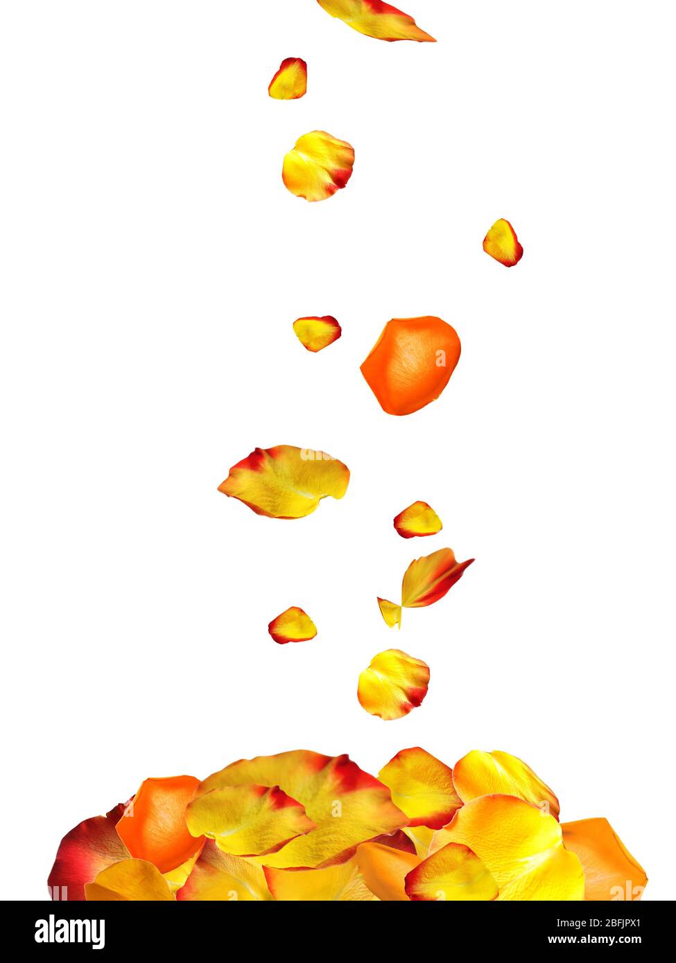Falling rose petals isolated on white Stock Photo - Alamy