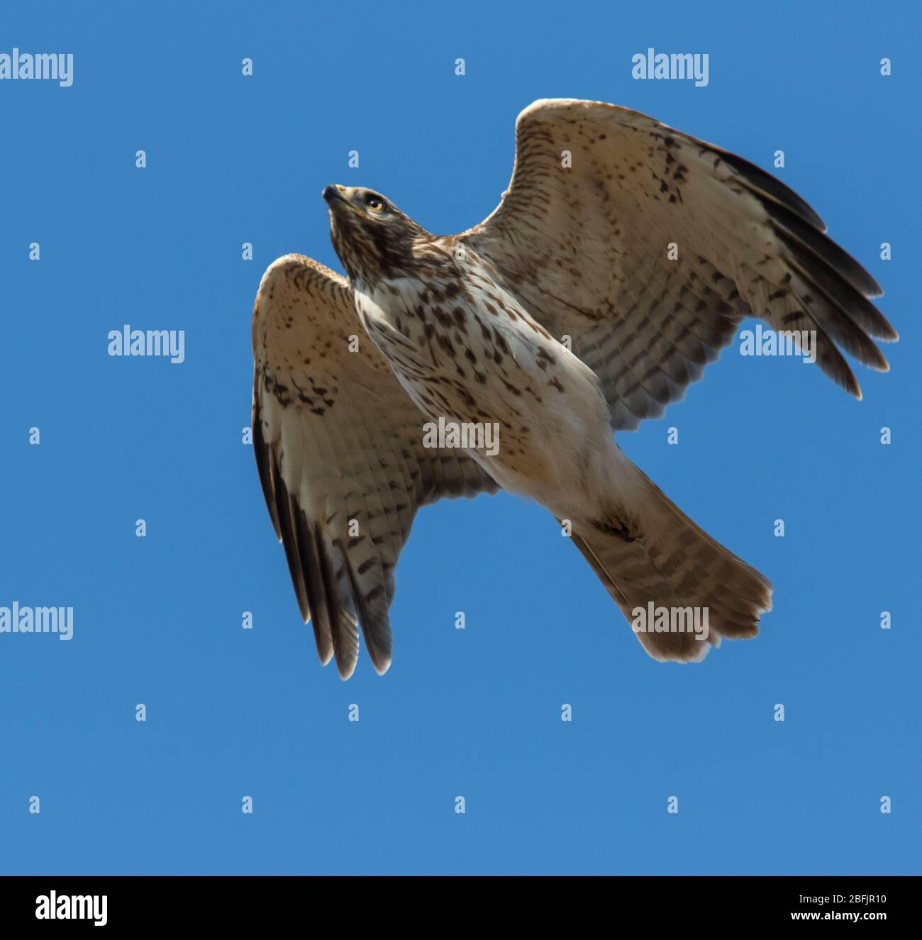 Red shouldered hawk female hi-res stock photography and images - Alamy