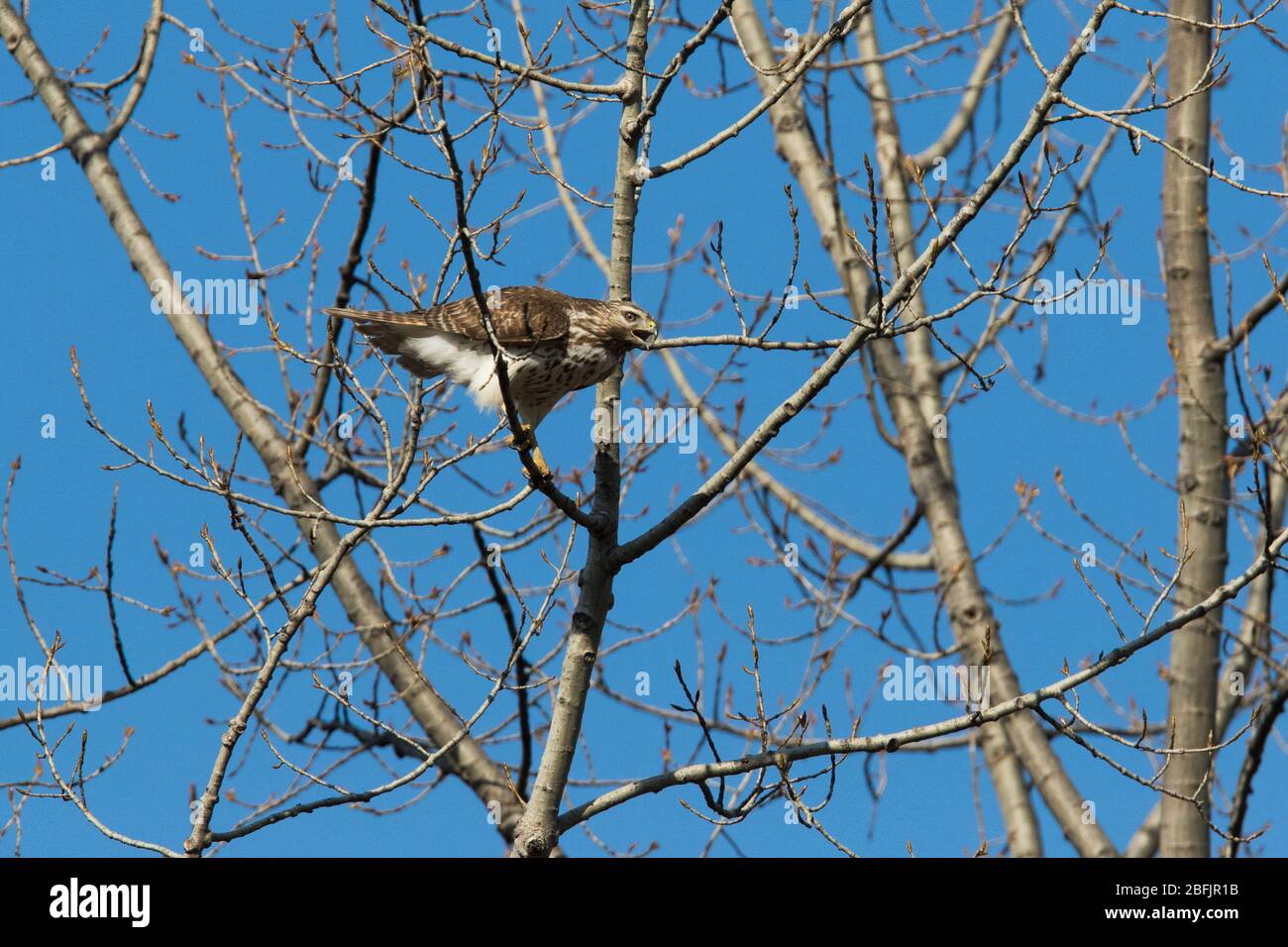 Sparrow hawk pair hi-res stock photography and images - Alamy