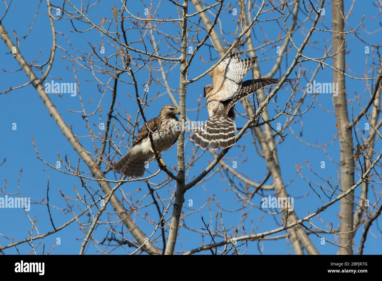 Sparrow hawk pair hi-res stock photography and images - Alamy