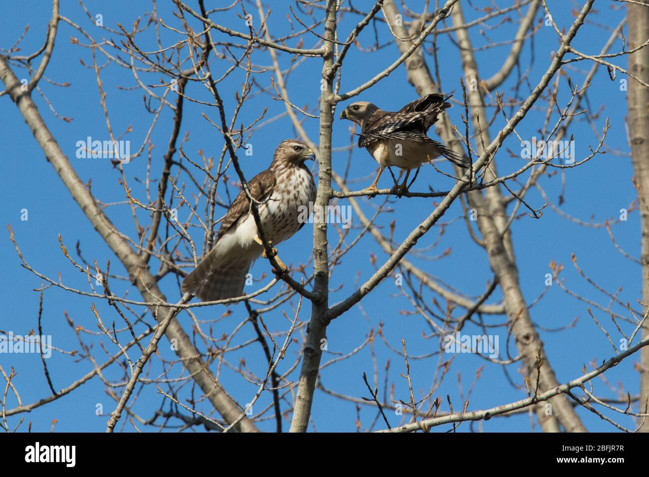 Sparrow hawk pair hi-res stock photography and images - Alamy