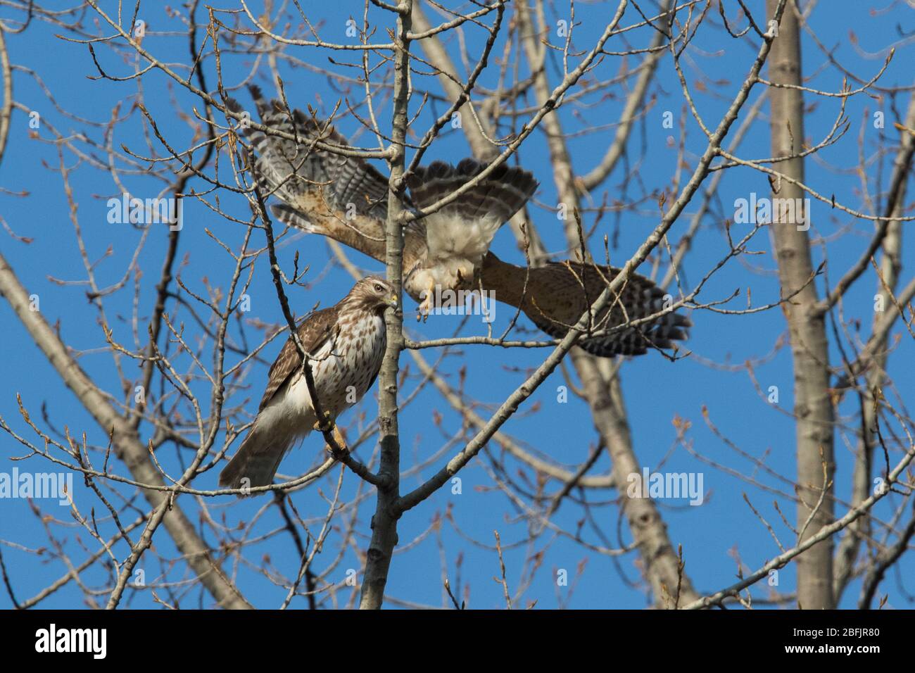 Sparrow hawk pair hi-res stock photography and images - Alamy