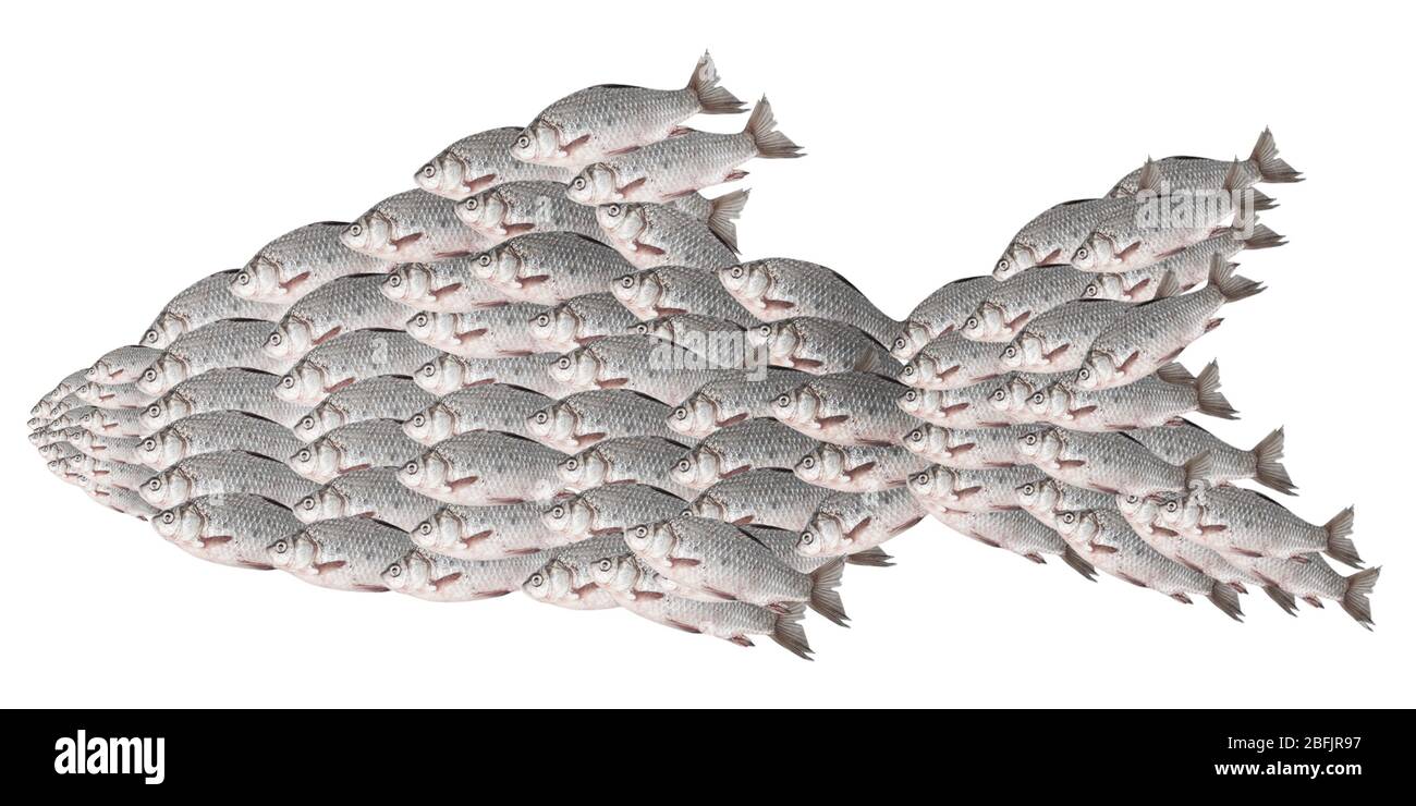 Fish silhouette isolated on white Stock Photo - Alamy