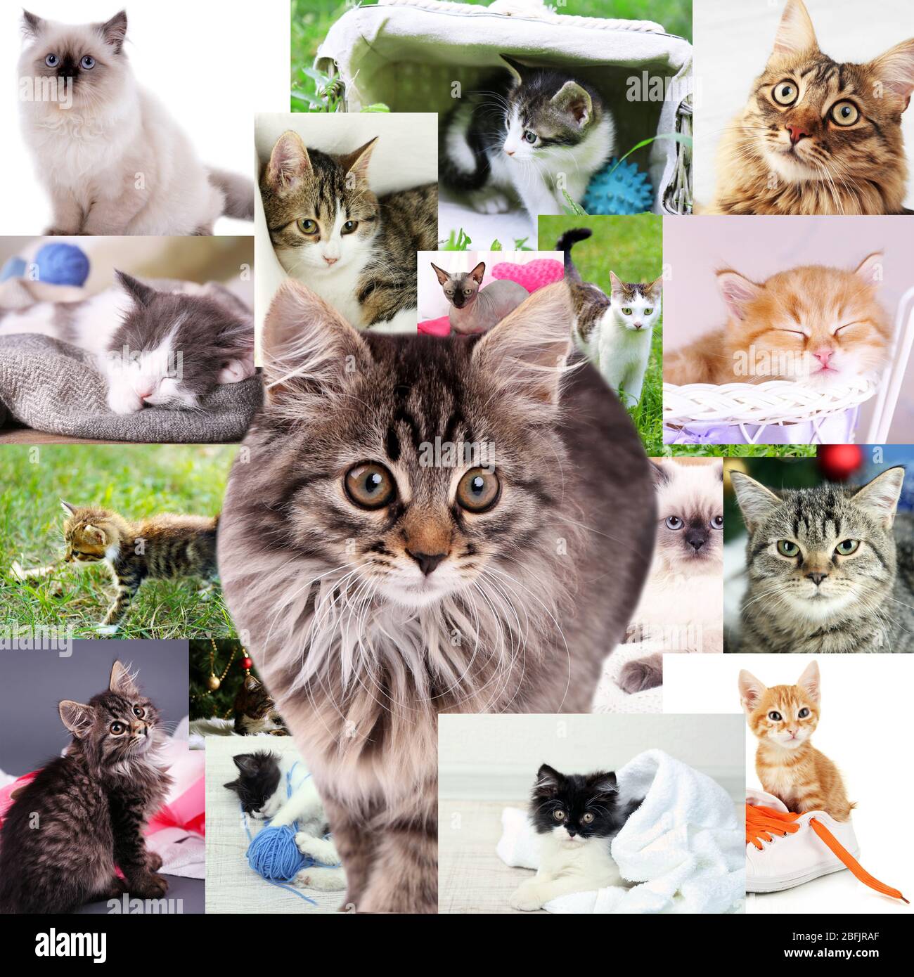Collage of pretty cats Stock Photo - Alamy