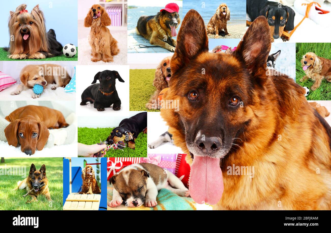 Collage of pretty dogs Stock Photo - Alamy