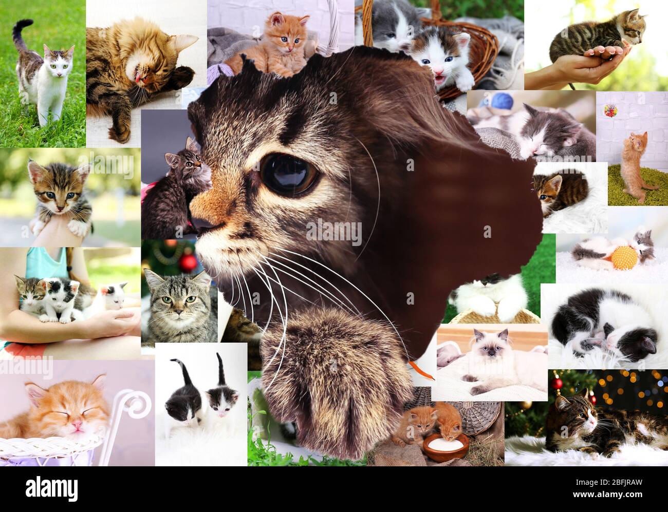 Collage of pretty cats Stock Photo - Alamy