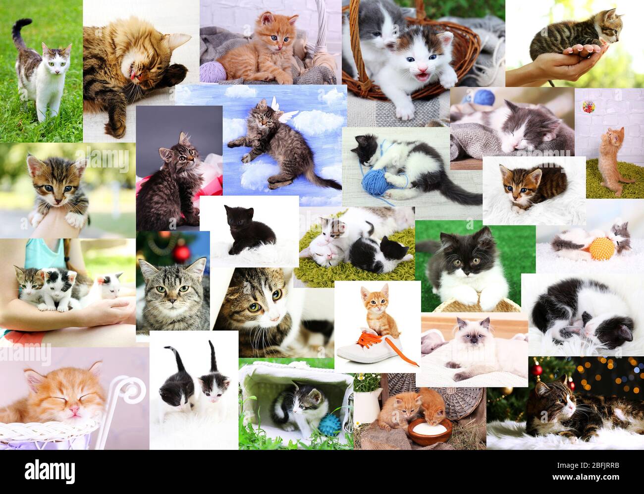 Collage of pretty cats Stock Photo - Alamy