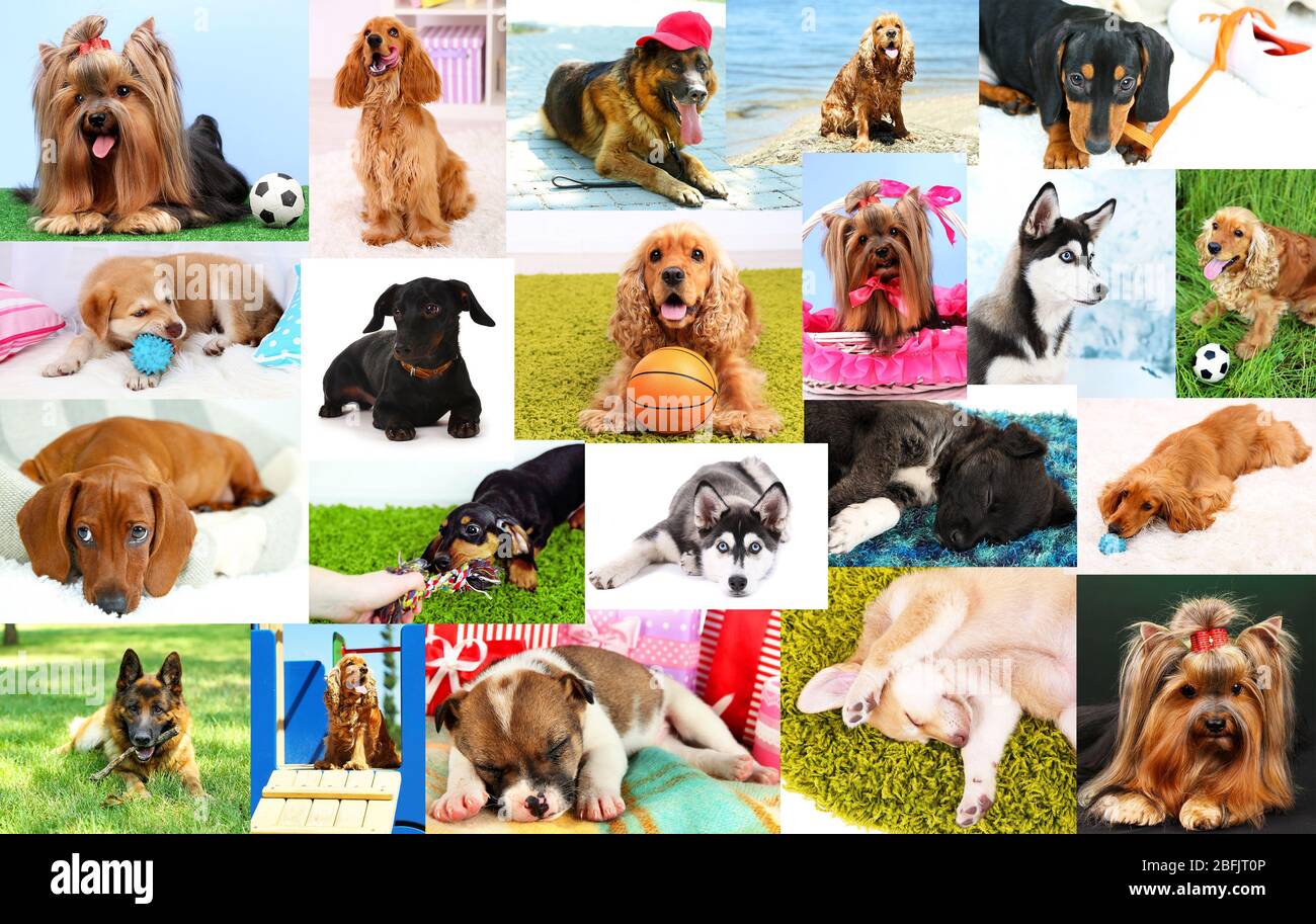 Collage of pretty dogs Stock Photo - Alamy