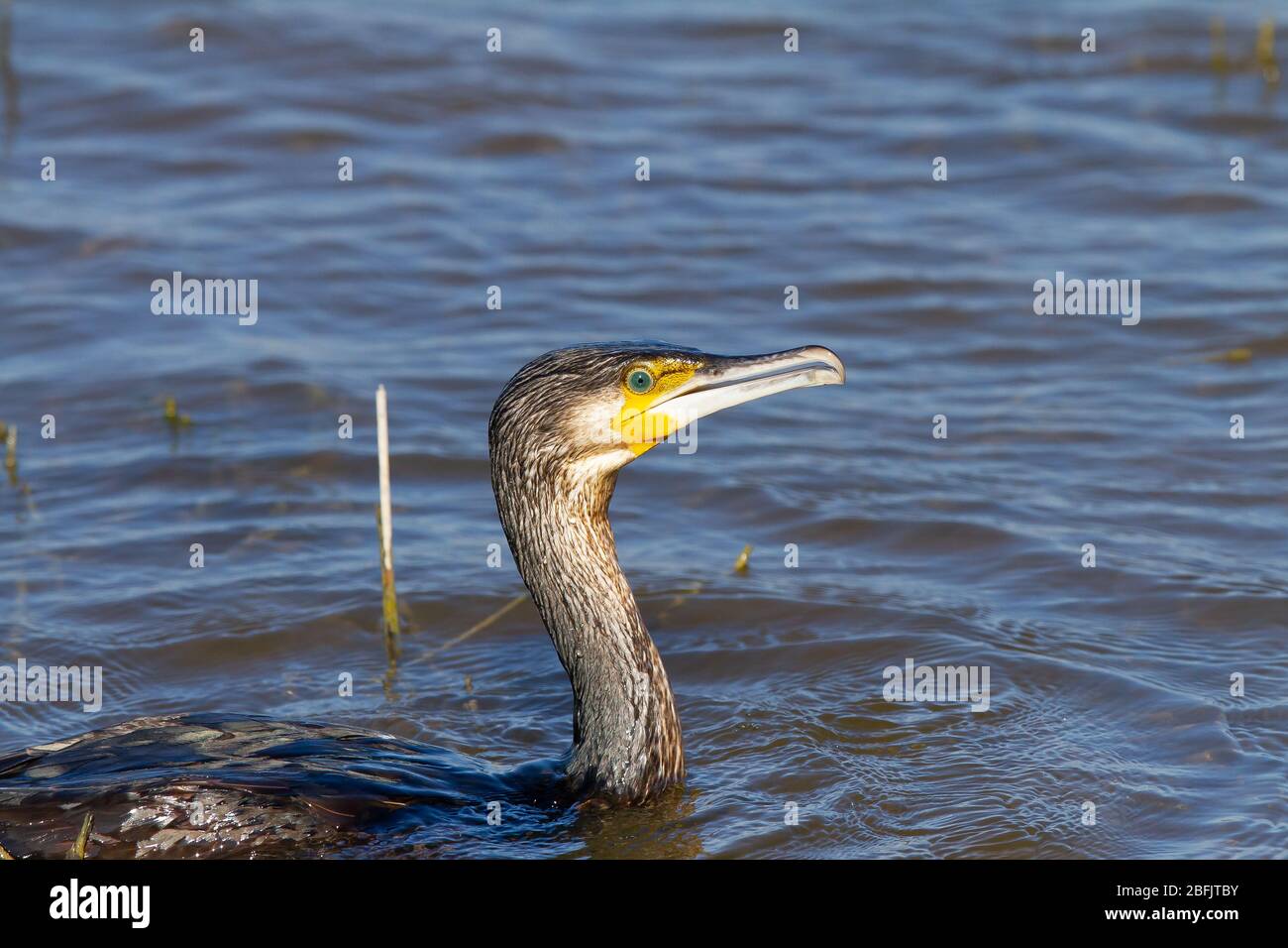 Trepador azul hi-res stock photography and images - Alamy