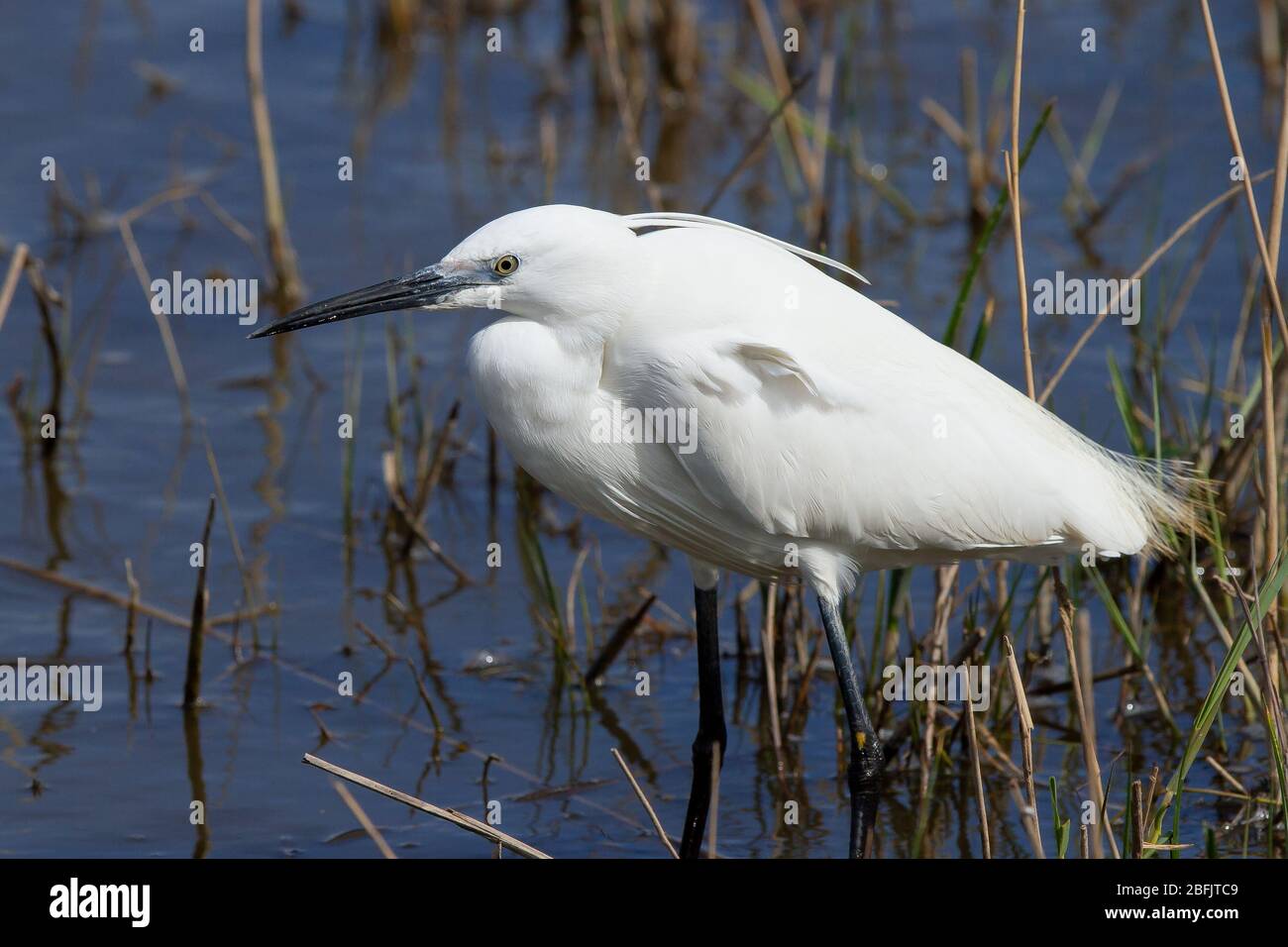 Flores azul hi-res stock photography and images - Alamy