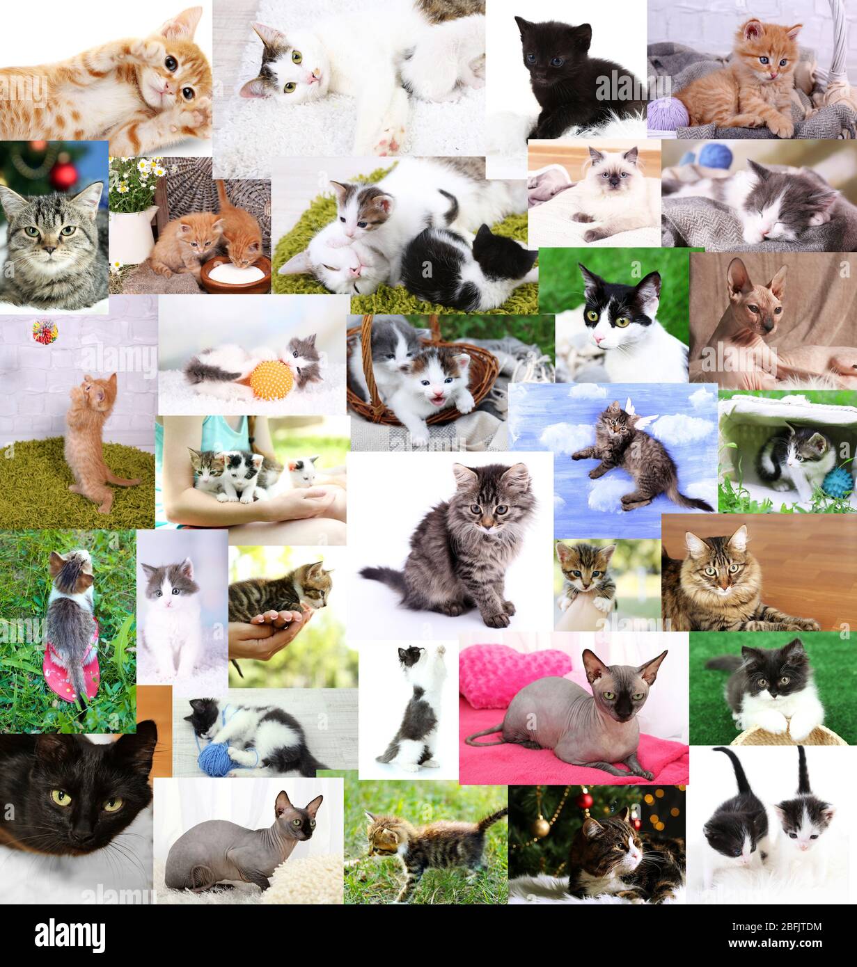 Collage of pretty cats Stock Photo - Alamy