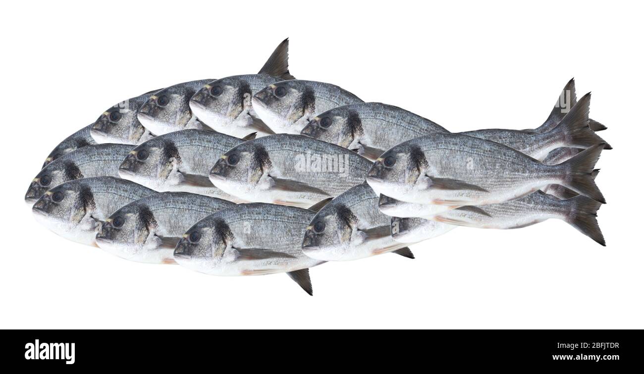 Fish silhouette isolated on white Stock Photo - Alamy