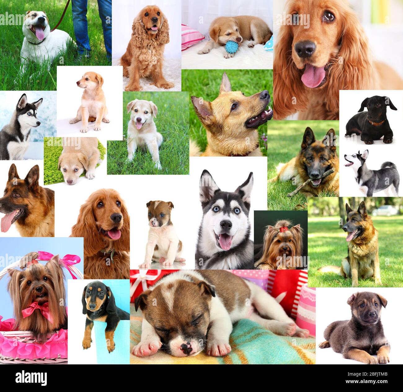 Collage of pretty dogs Stock Photo - Alamy