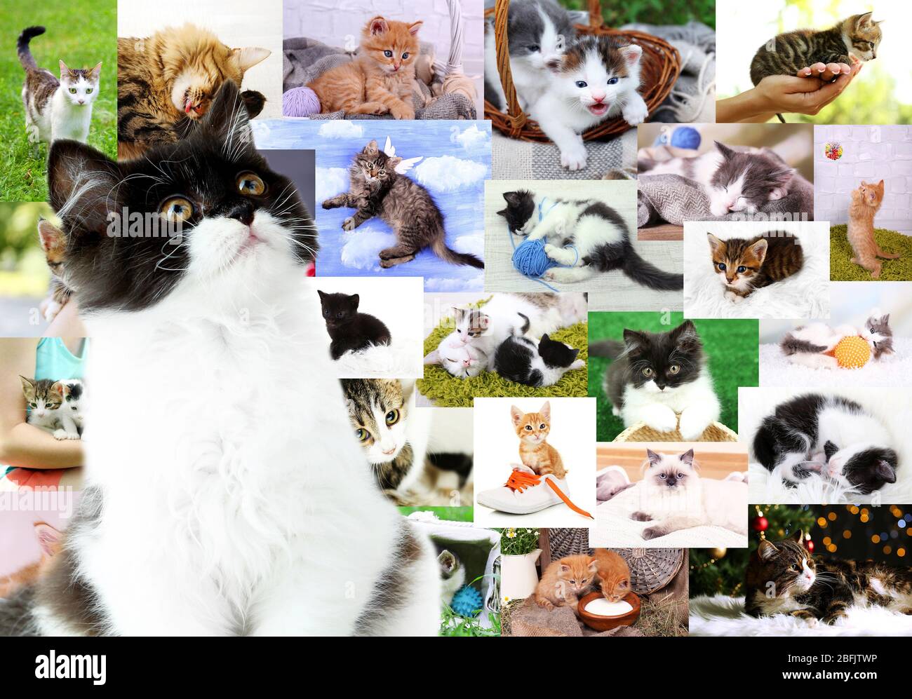 Collage of pretty cats Stock Photo - Alamy