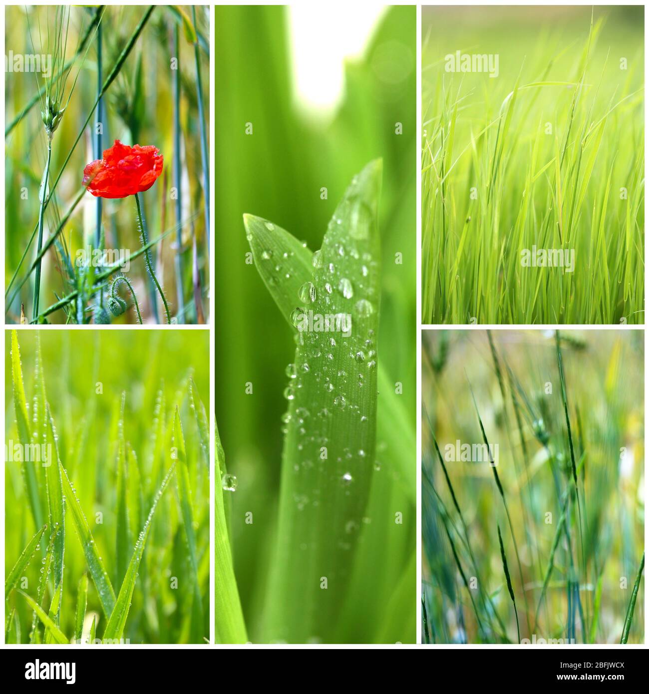Nature collage. Macro grass with water drops Stock Photo - Alamy