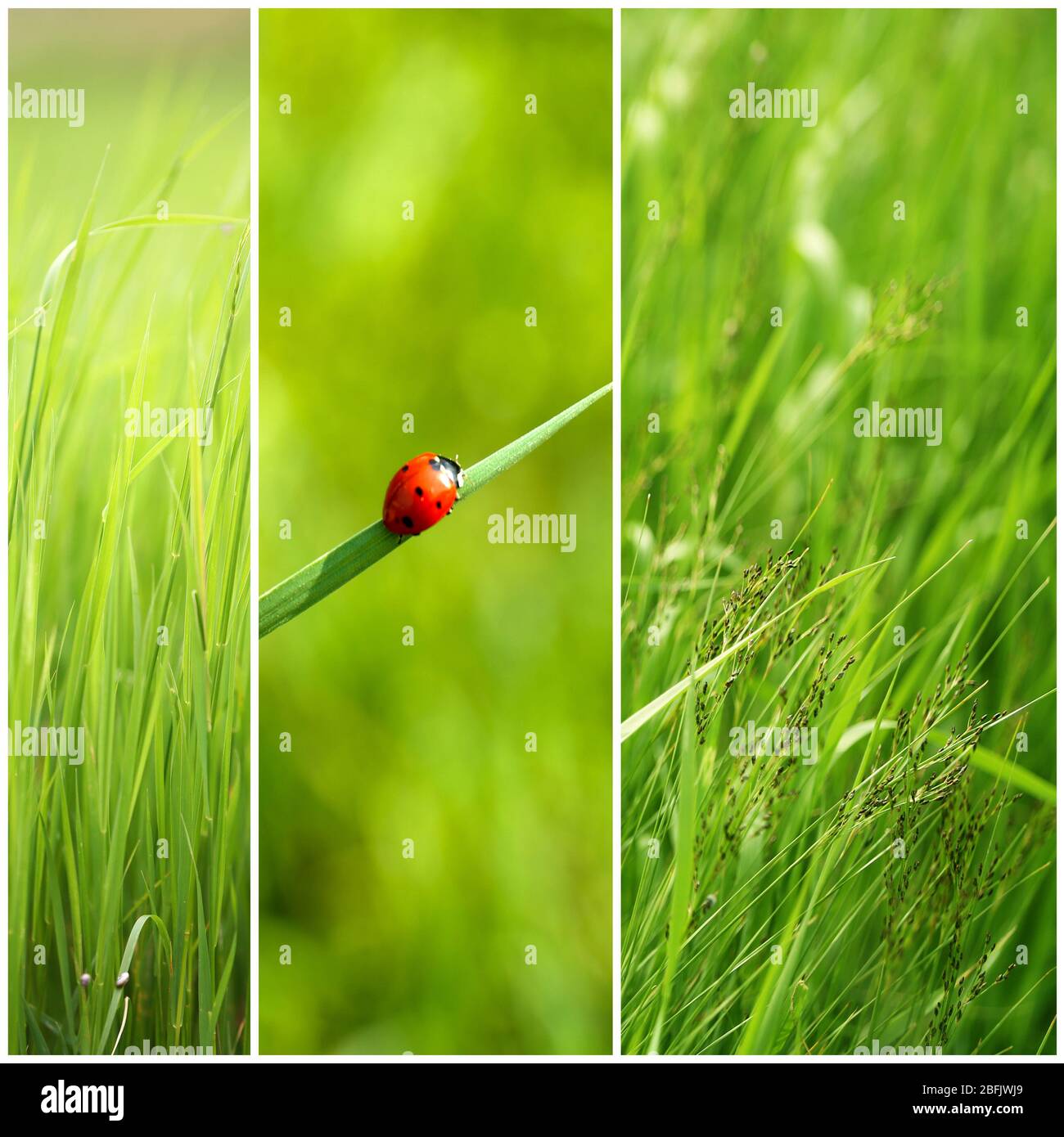 Nature collage. Macro grass with water drops Stock Photo - Alamy