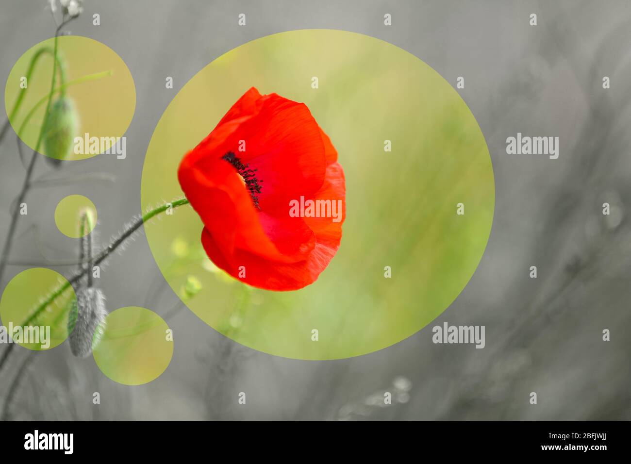 Sun shades poppy flower hi-res stock photography and images - Alamy