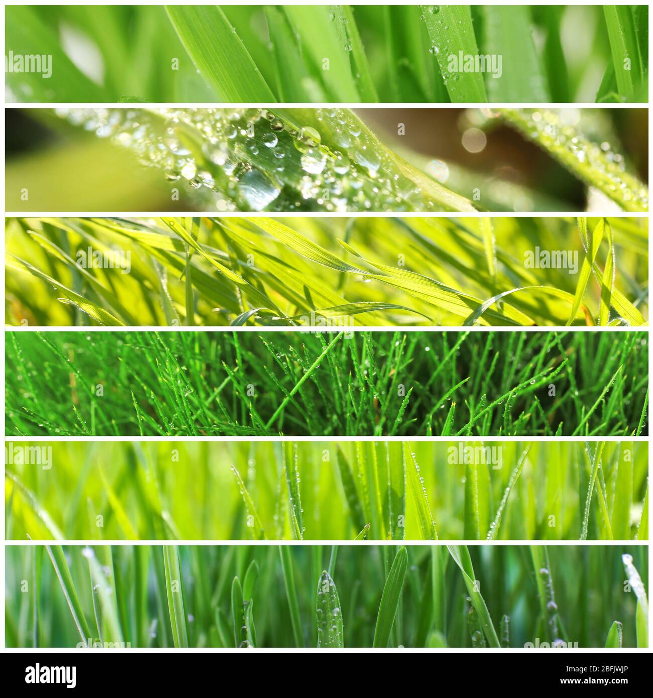 Nature collage. Macro grass with water drops Stock Photo - Alamy