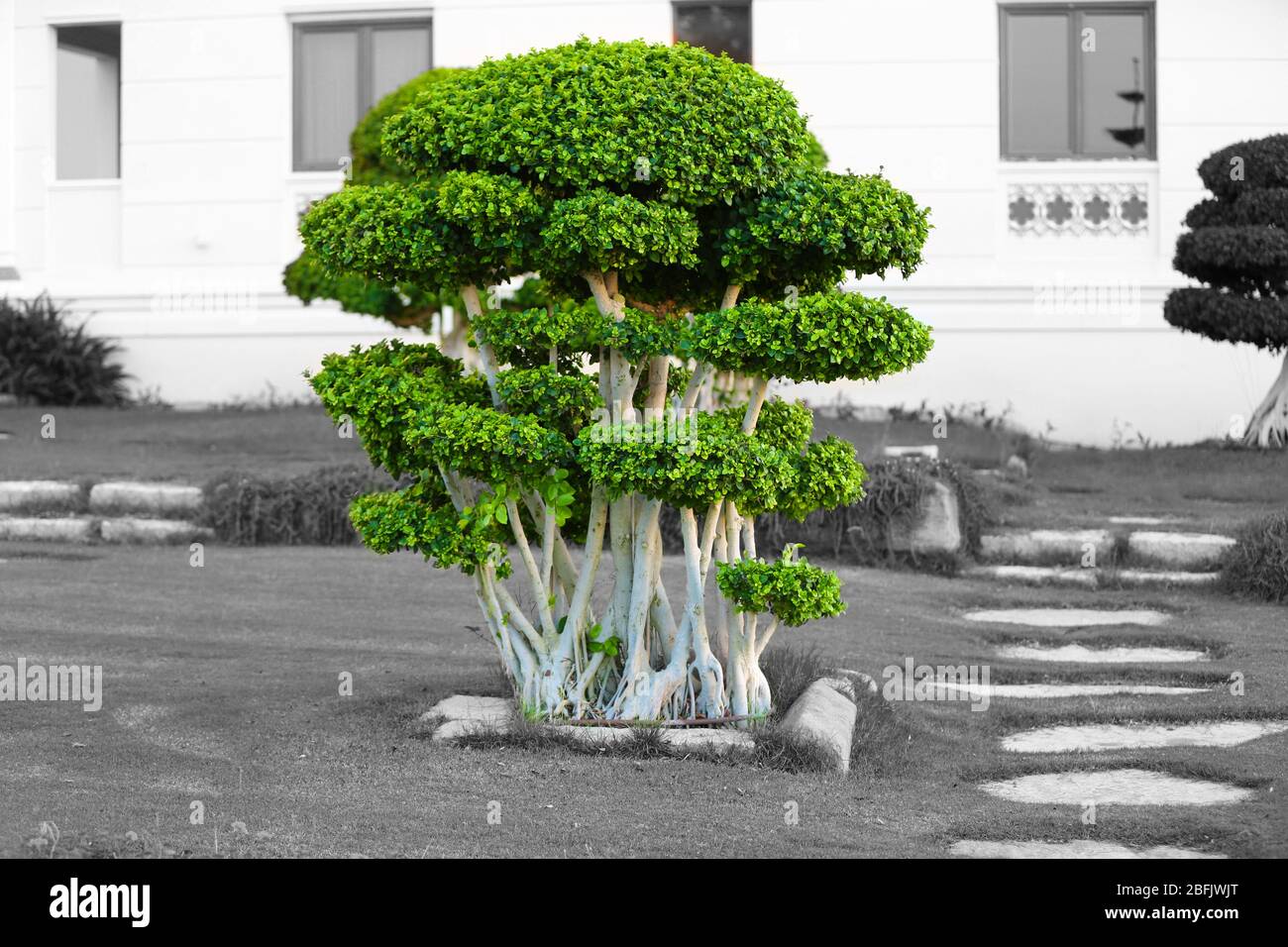 Beautiful tree in park Stock Photo - Alamy